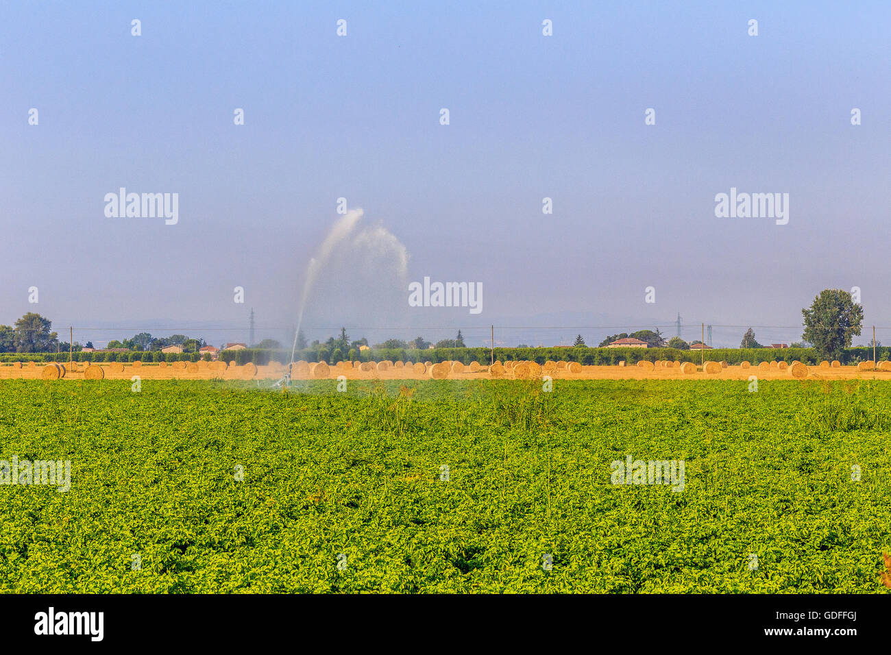 irrigation of cultivated green fields near bales of hay, various ...
