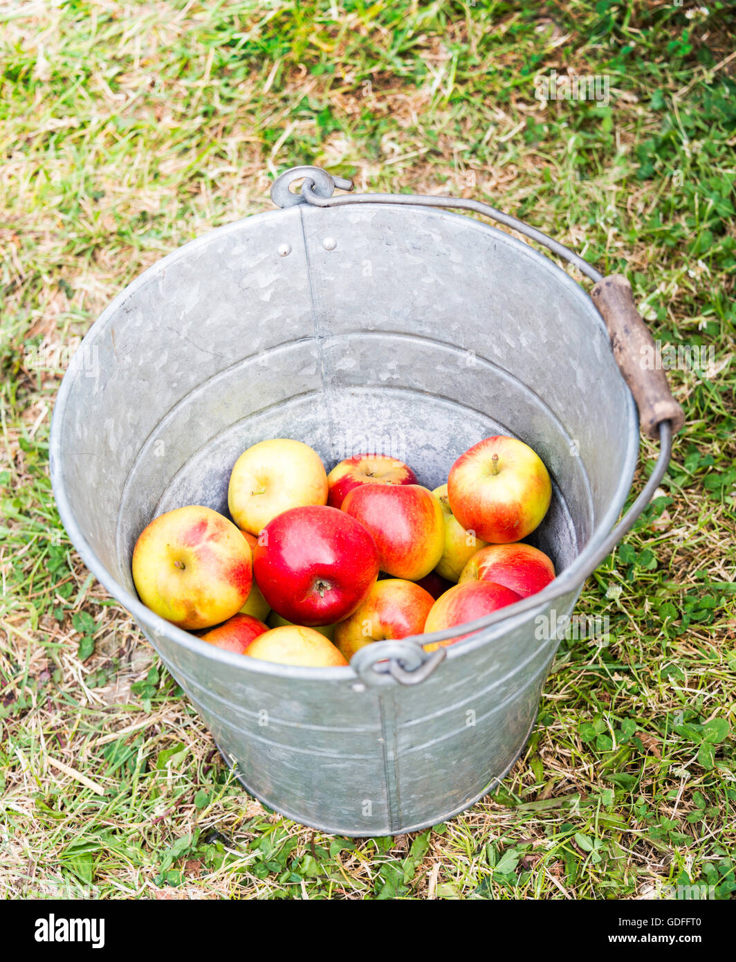 Old zinc bucket with shiny red apples outside in the grass Stock Photo ...
