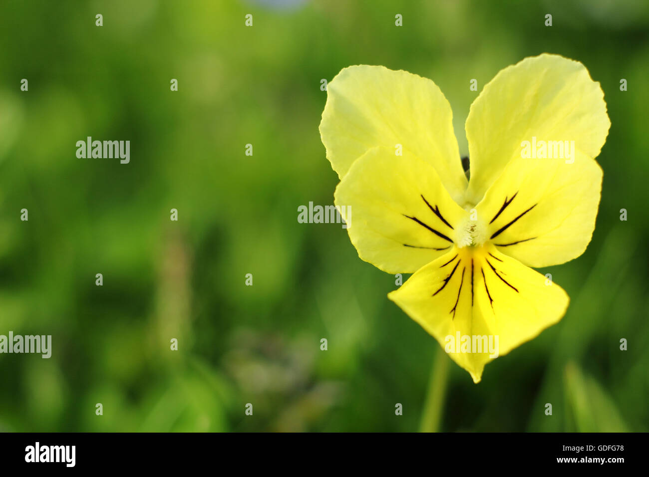 A wild mountain pansy flowers in an upland field in the Peak District ...