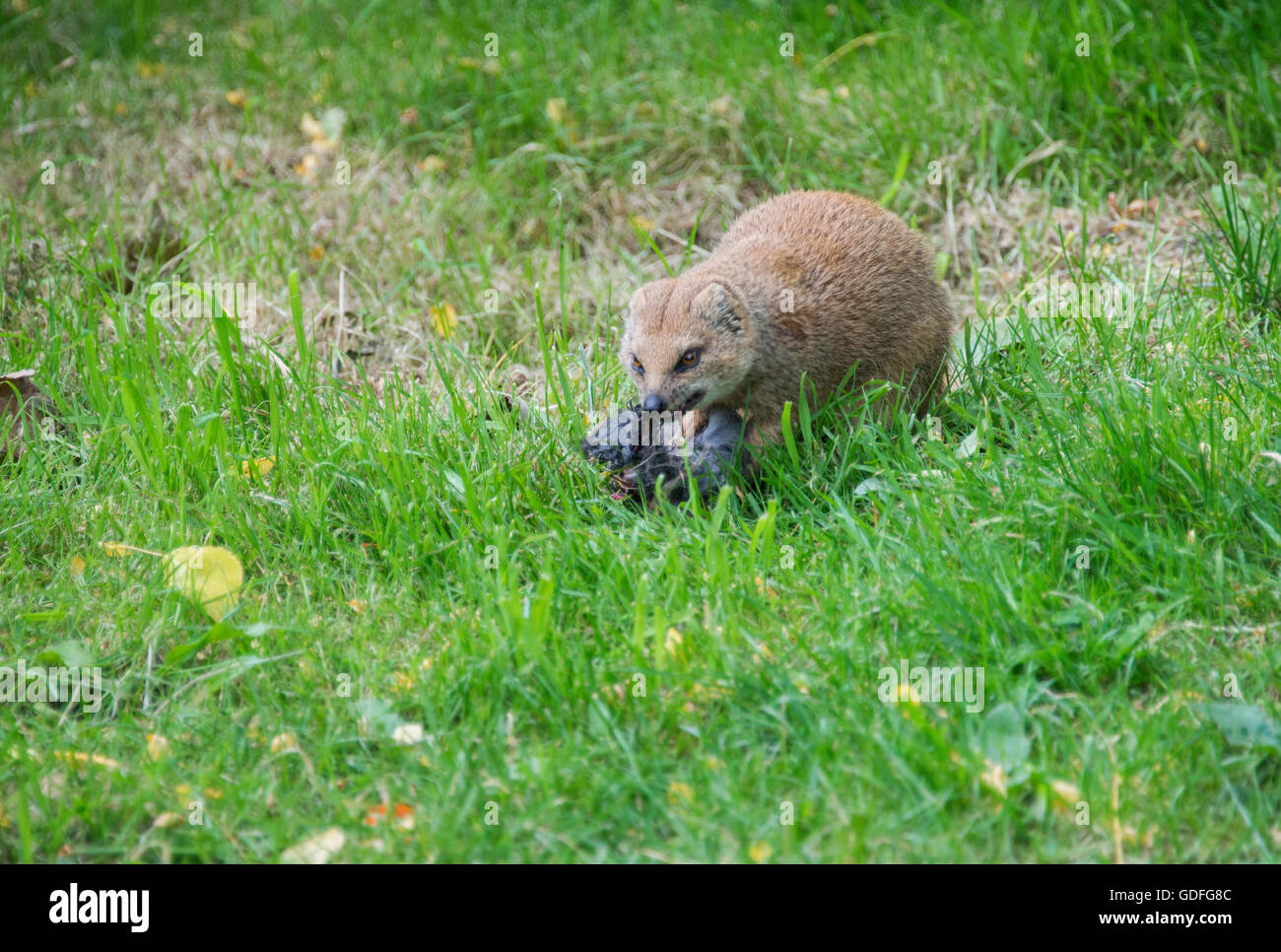 mongoose Herpestidae eating prey on green grass outdoors Stock Photo ...