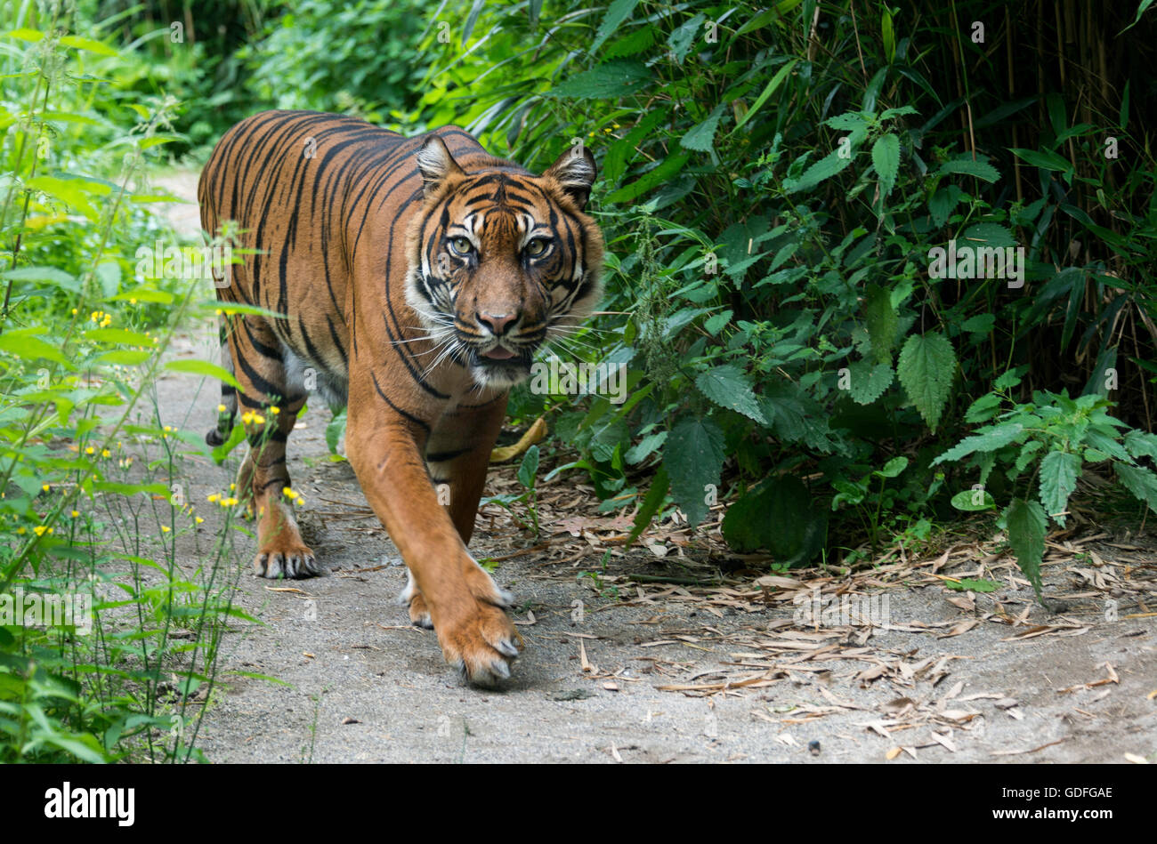 Panthera tigris sumatrae hi-res stock photography and images - Alamy