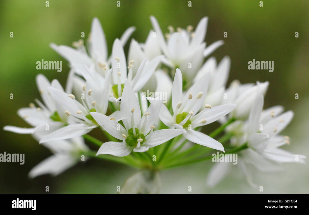 Allium ursinum flower head hi-res stock photography and images - Alamy