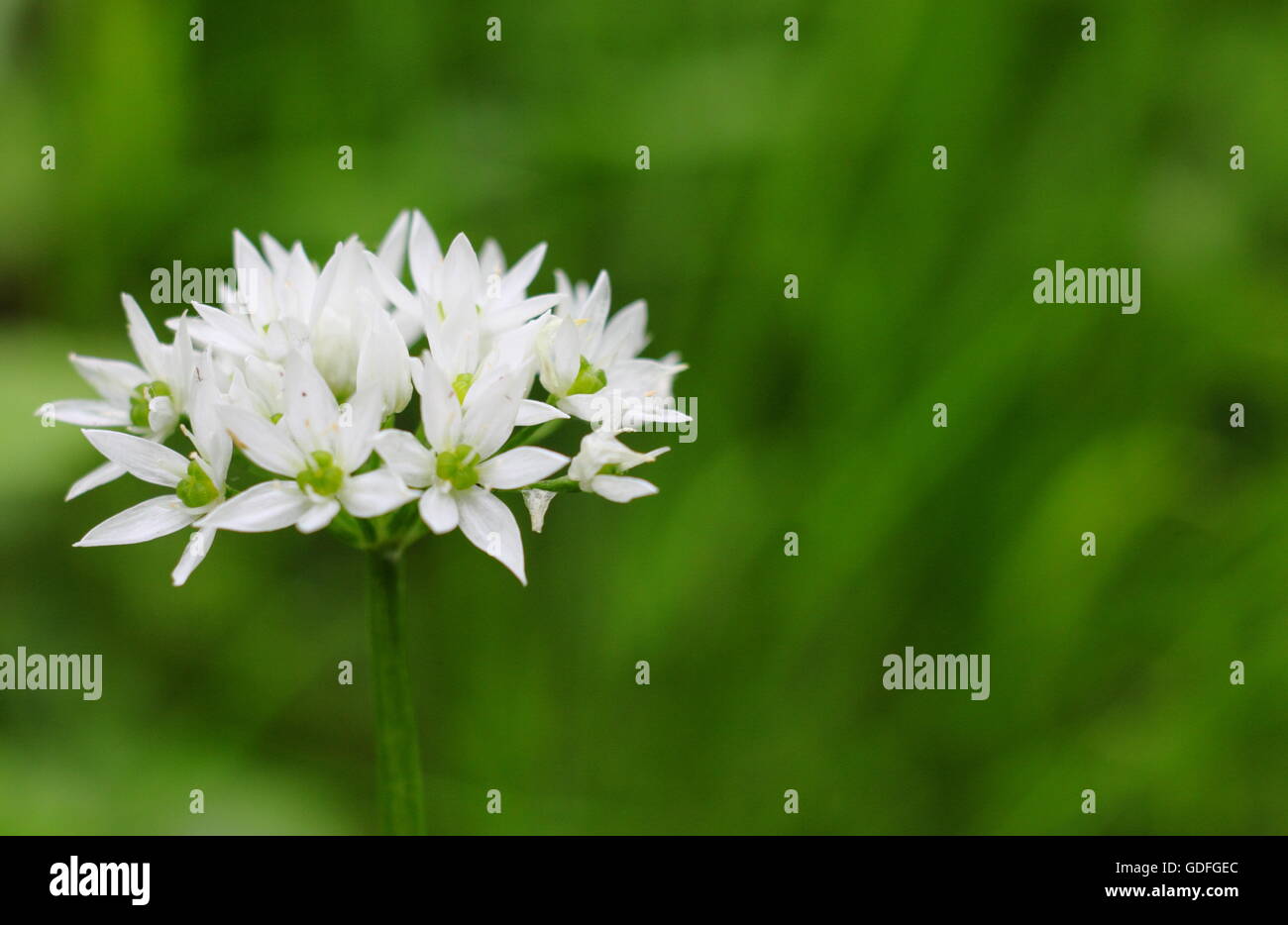 Wild garlic (alliu ursinum) in flower in a deciduous woodland ...