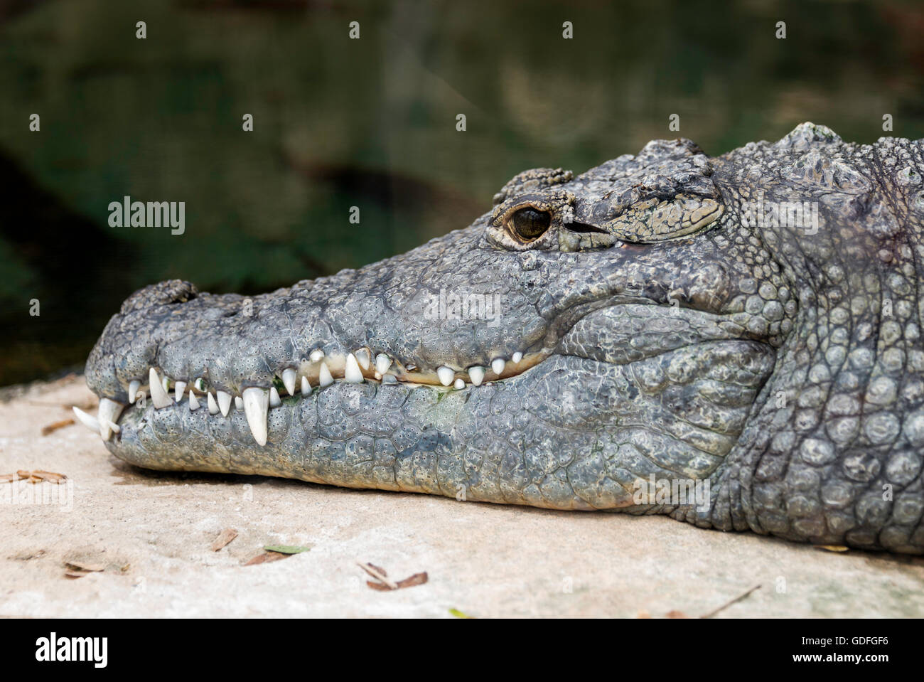 Big teeth hi-res stock photography and images - Alamy