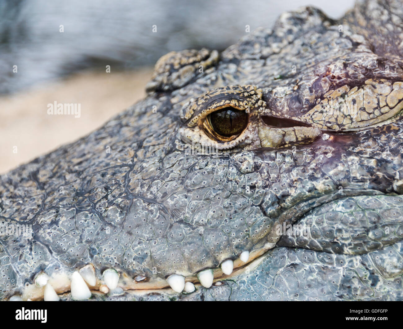 crocodile head with eyes and big teeth closeup Stock Photo - Alamy
