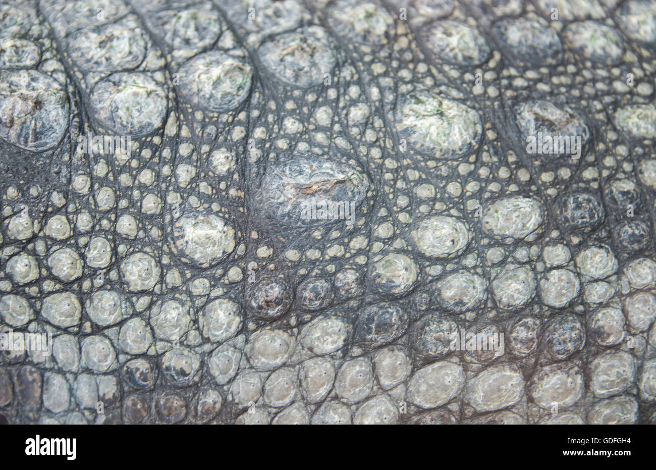 Reptile skin texture hi-res stock photography and images - Alamy