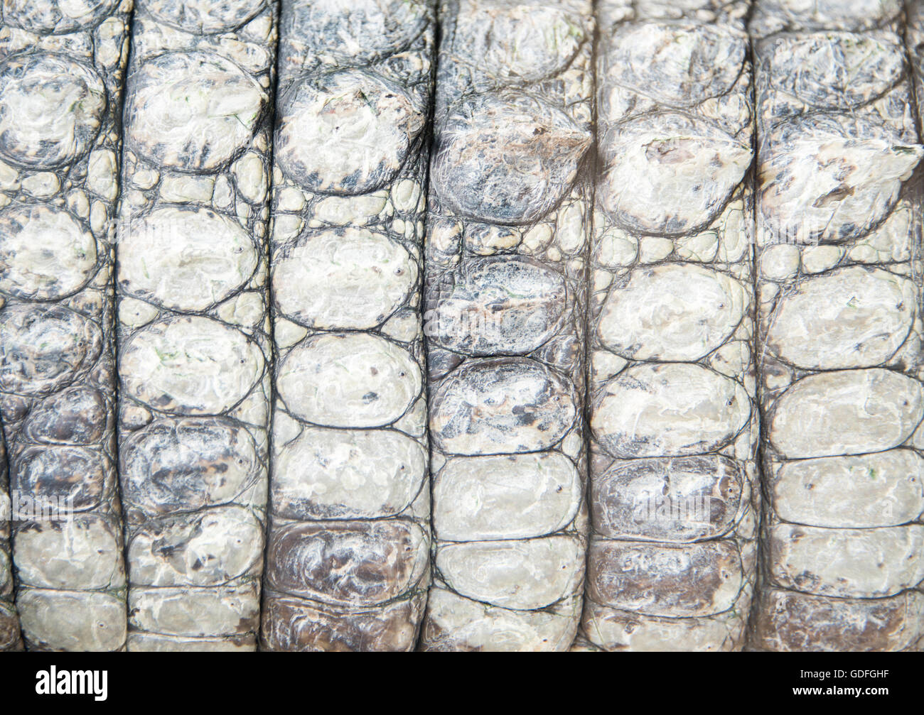 real crocodile skin of living animal closeup Stock Photo - Alamy