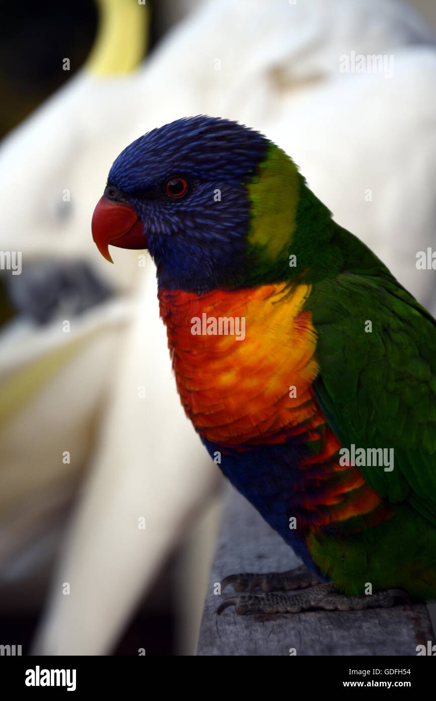 Colorful rainbow lorikeet (Trichoglossus haematodus), cockatoos in the ...