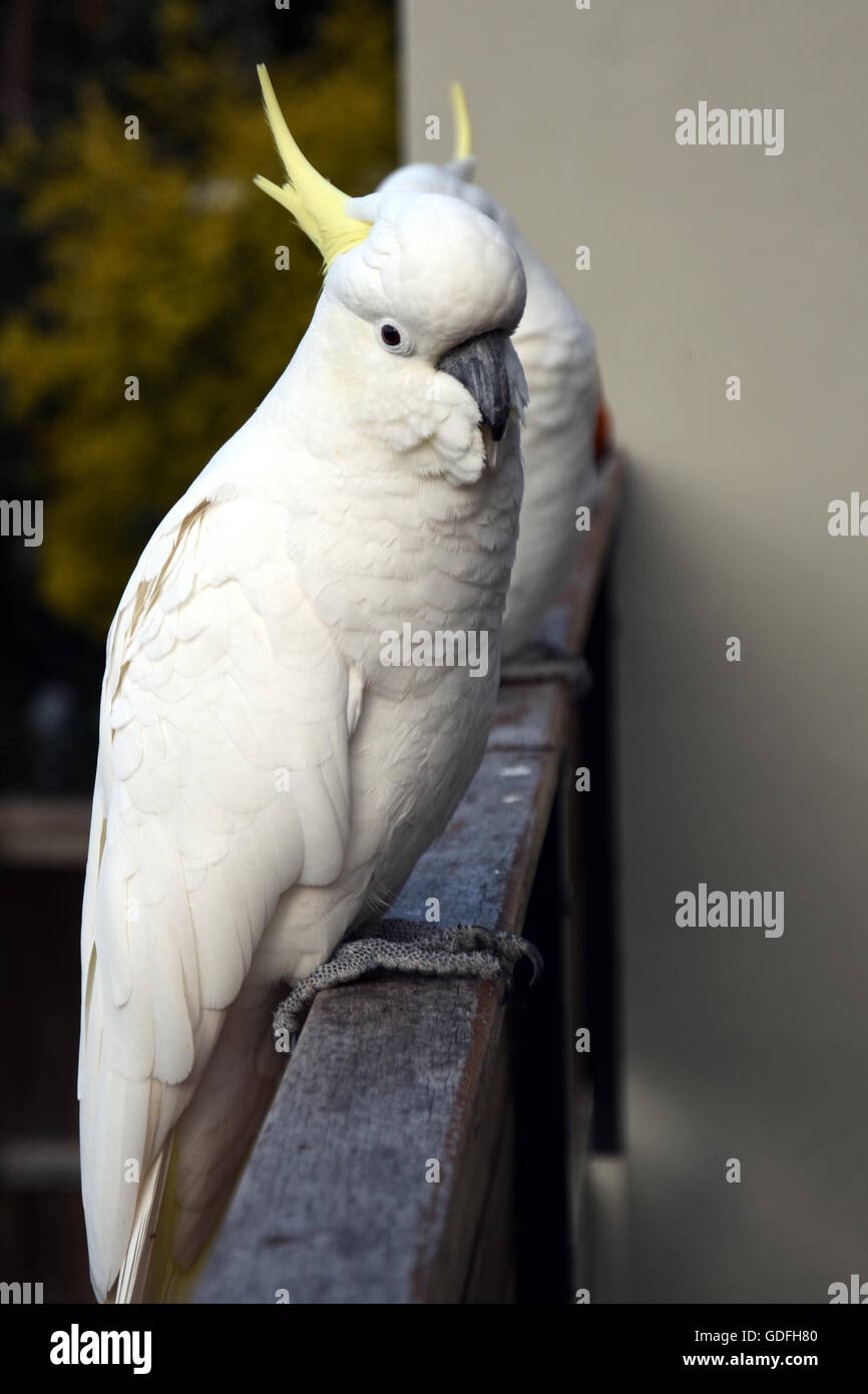 Portrait of Yellow-crested Cockatoo Stock Photo - Alamy