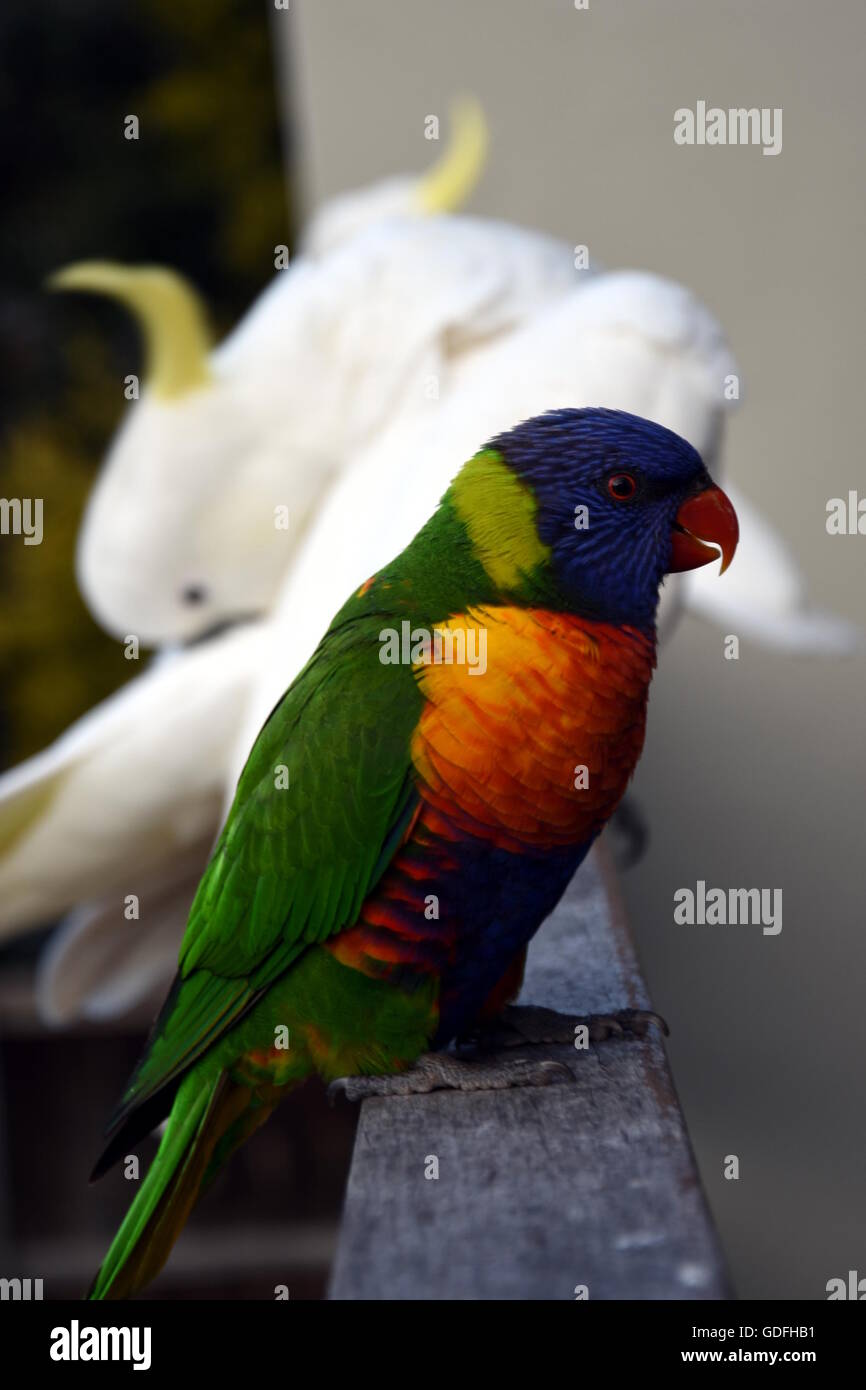 Colorful rainbow lorikeet (Trichoglossus haematodus), cockatoos in the ...