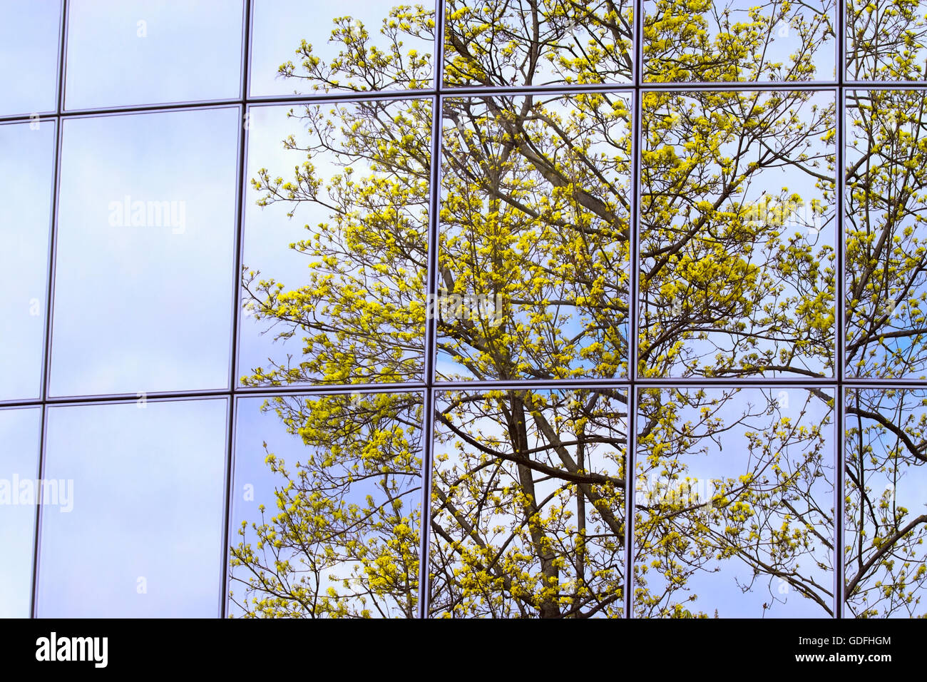 Green trees reflected in a business building windows Stock Photo - Alamy