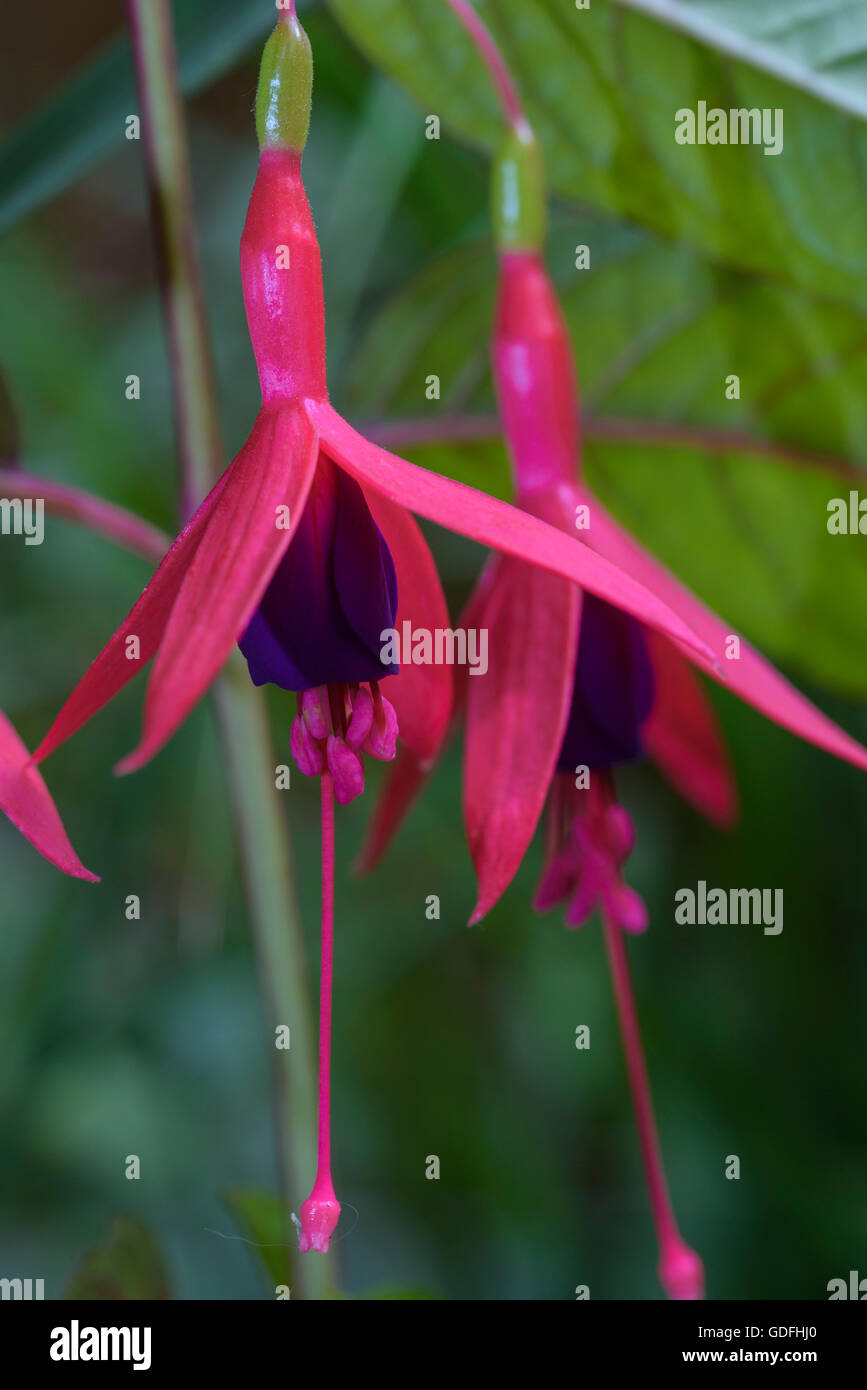 Fuchsia plant uk hi-res stock photography and images - Alamy