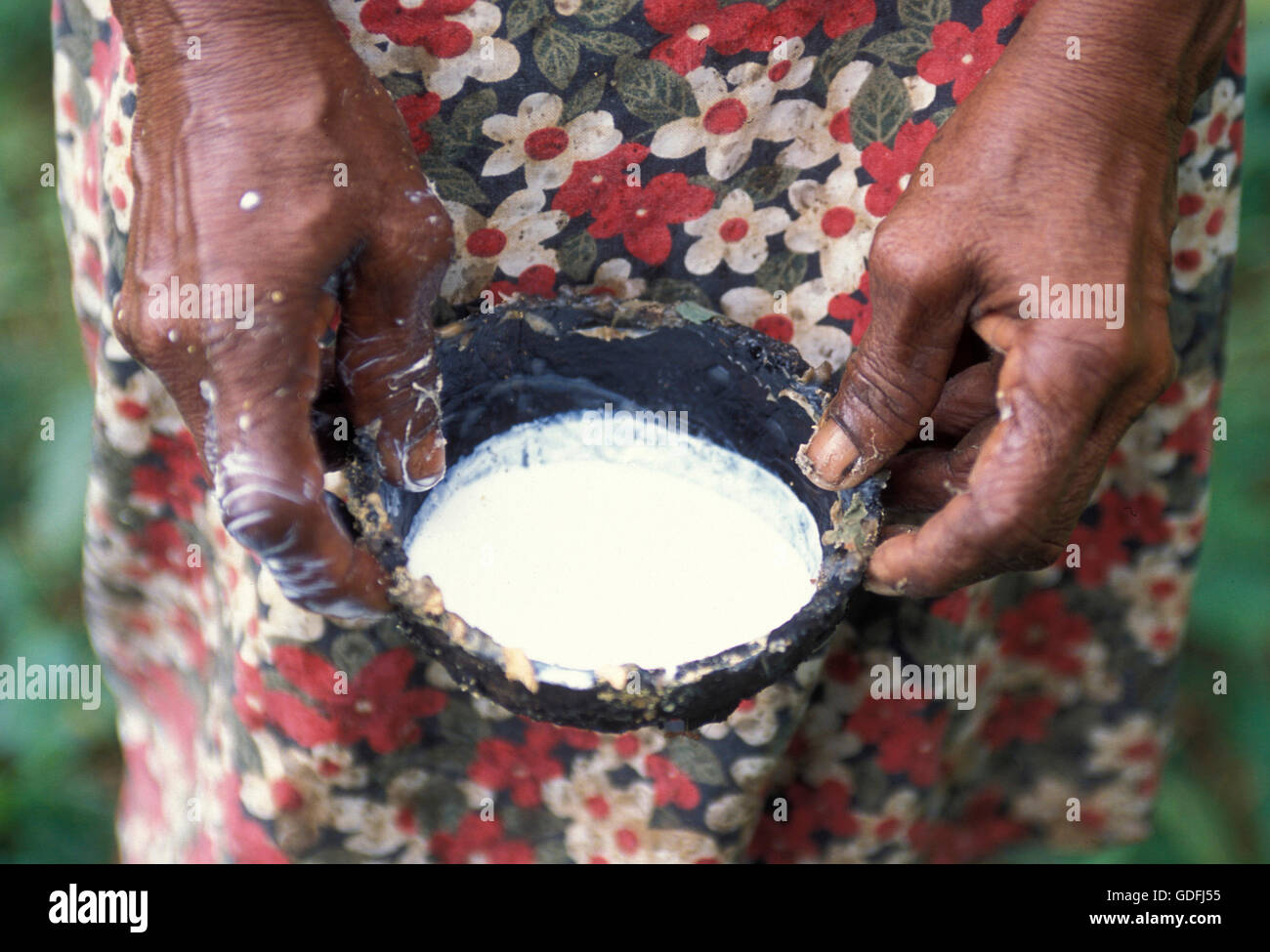 Rubber plantation sri lanka hi-res stock photography and images - Alamy