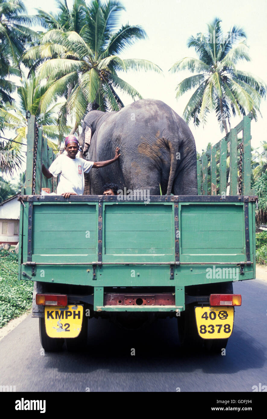 Elephant transport hi-res stock photography and images - Alamy
