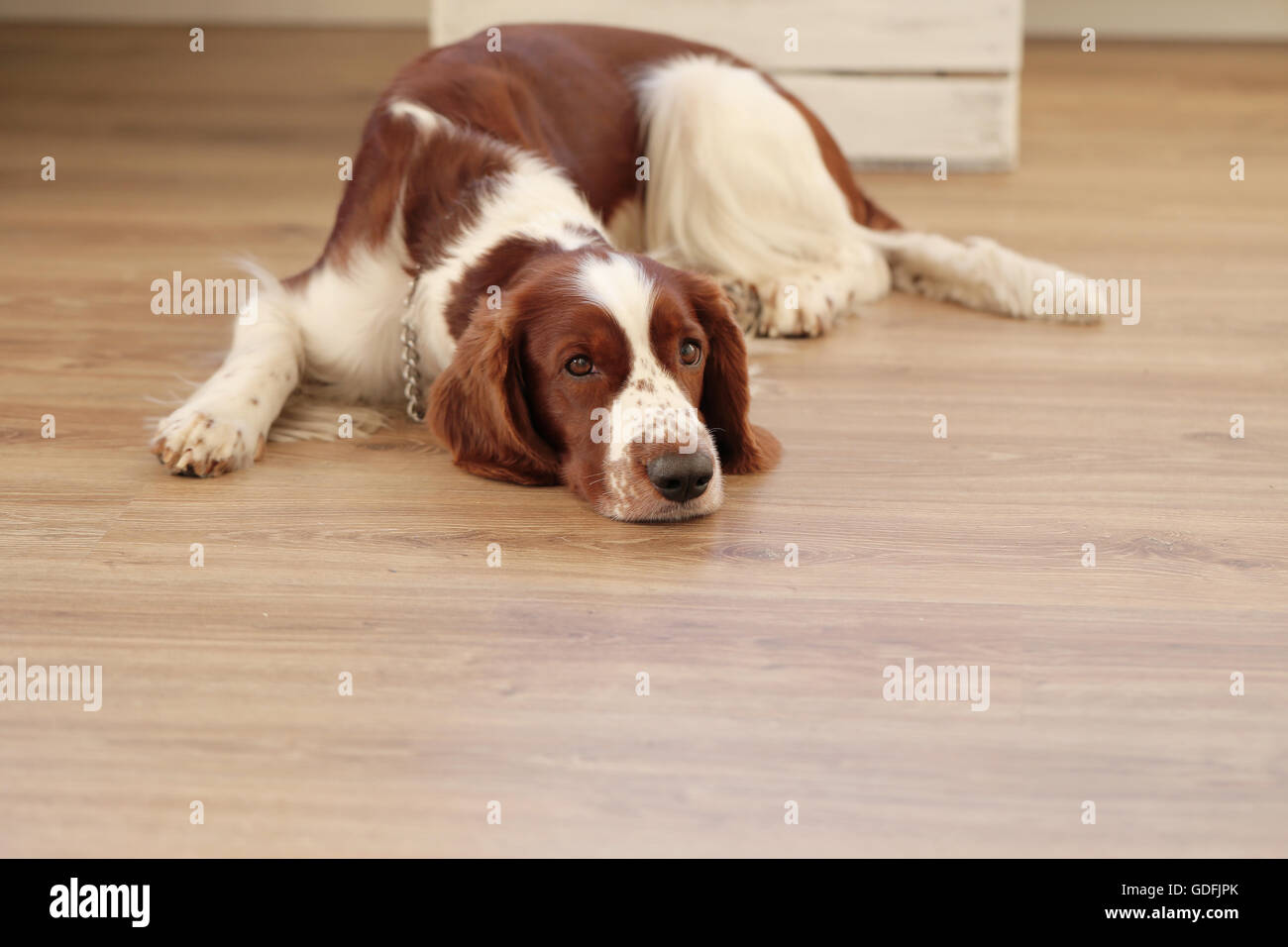Dog on the floor Stock Photo - Alamy