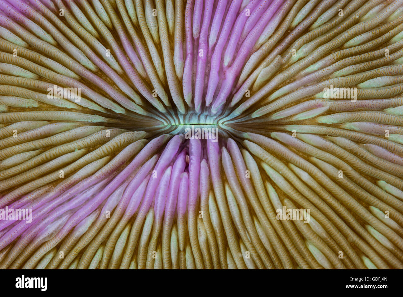 Detail of a colorful and healthy Mushroom coral (Fungia sp.) that is ...