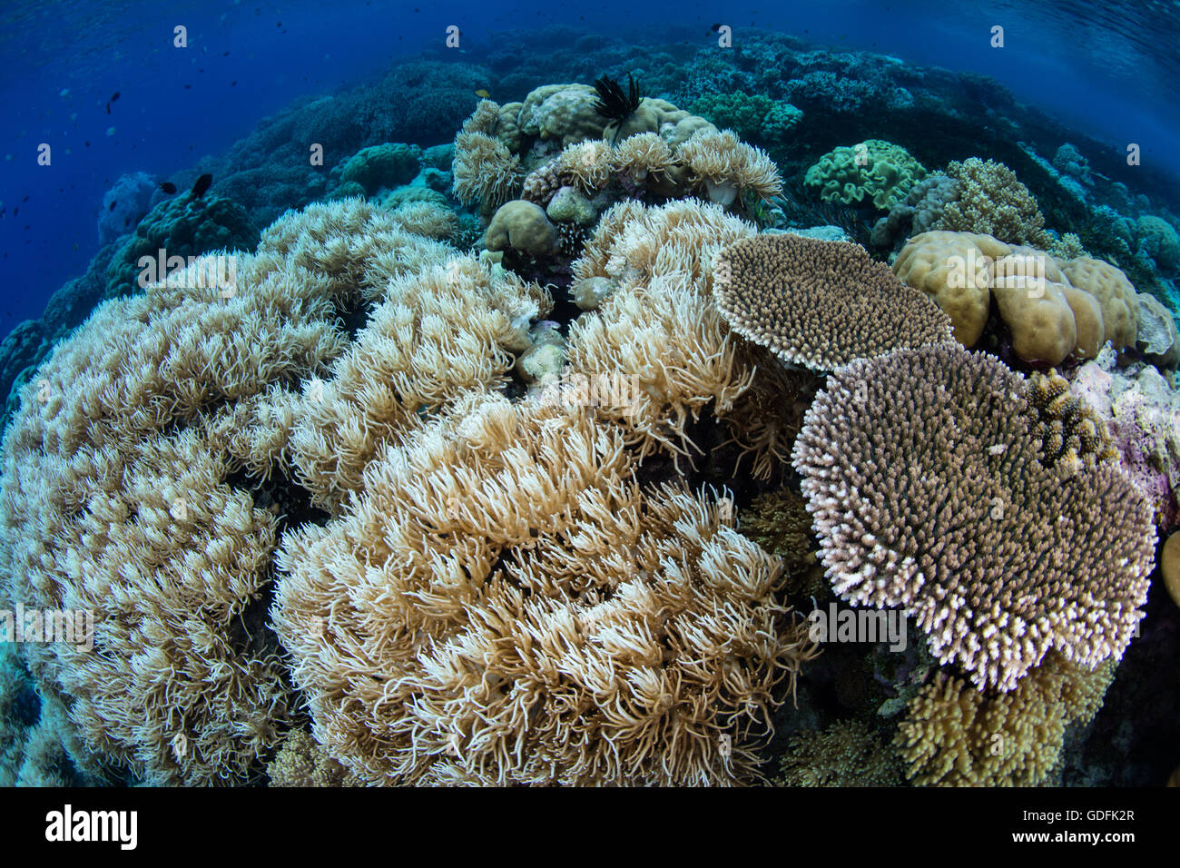 A healthy coral reef grows in a remote area of Indonesia. This area is ...