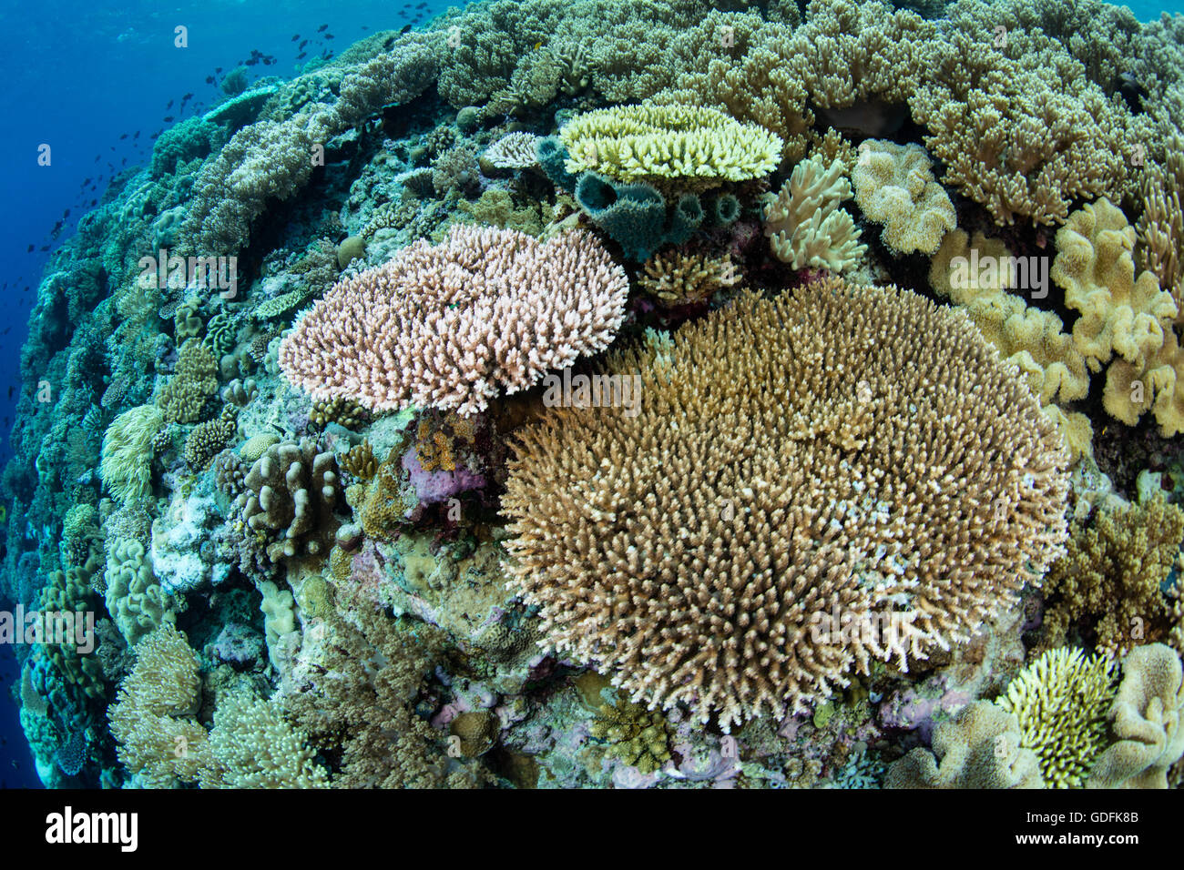 Colorful corals grow on the edge of a reef drop off in Wakatobi ...