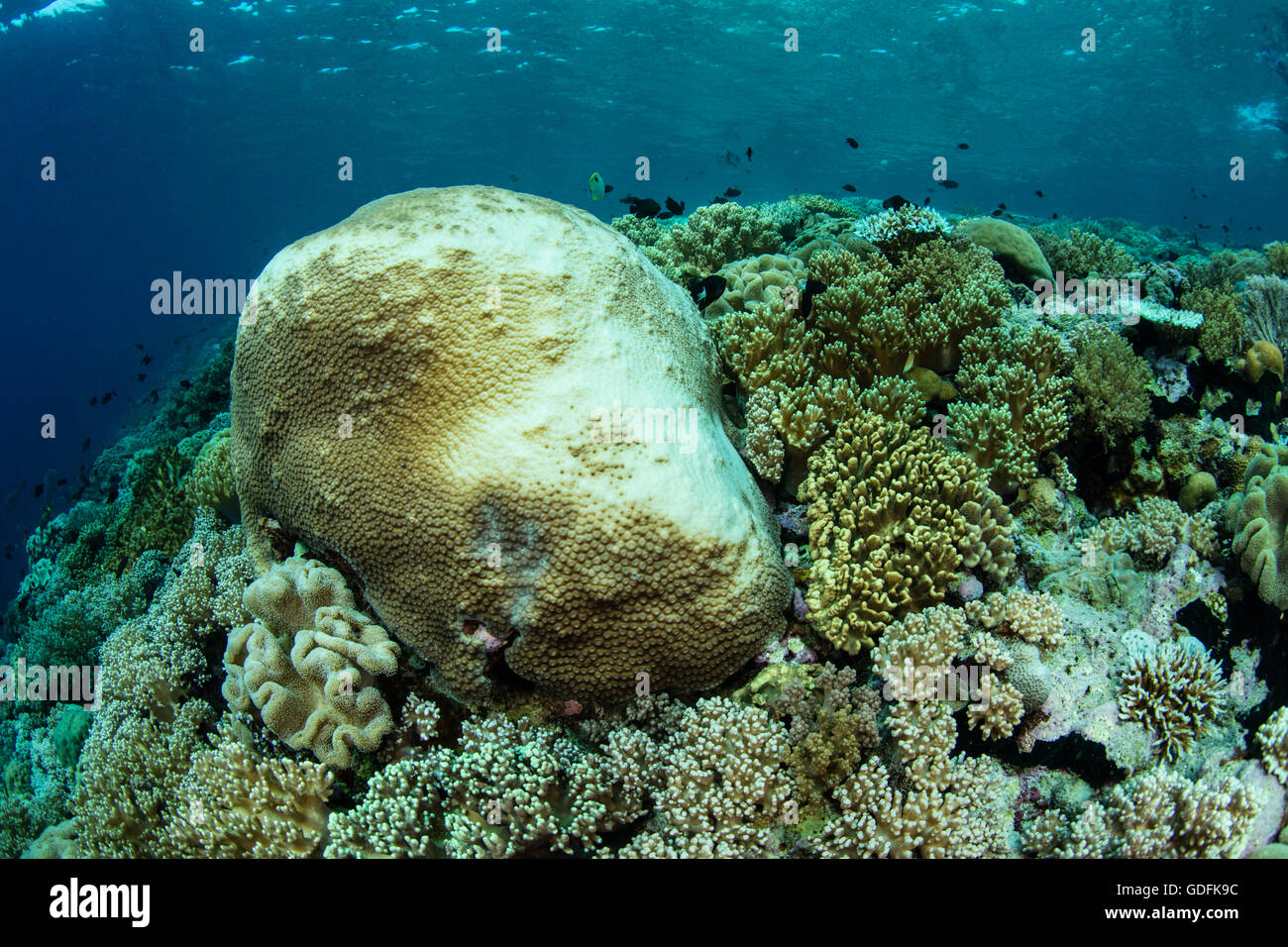 Zooxanthellae coral hi-res stock photography and images - Alamy
