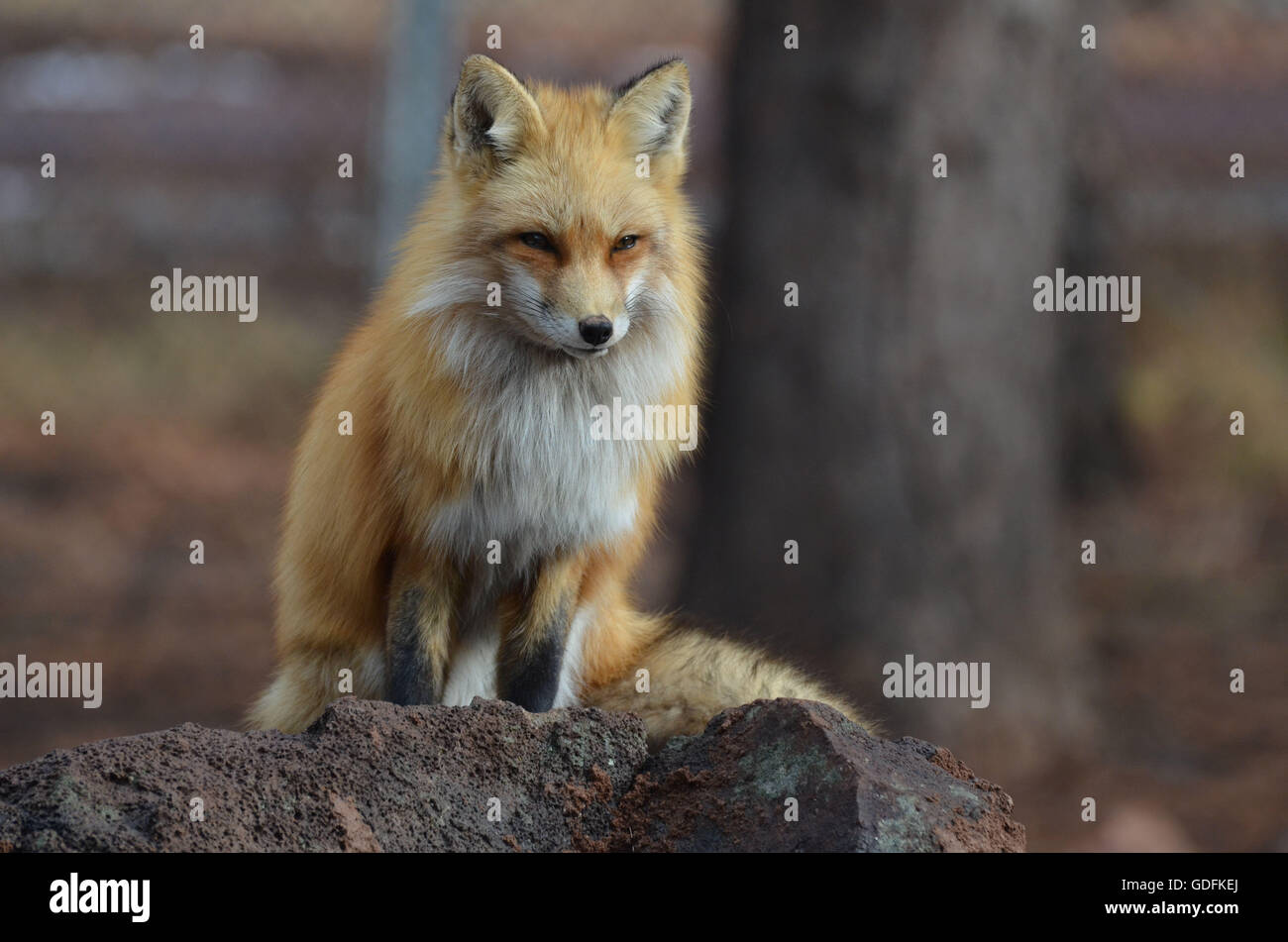 Red fox sitting on rock hi-res stock photography and images - Alamy