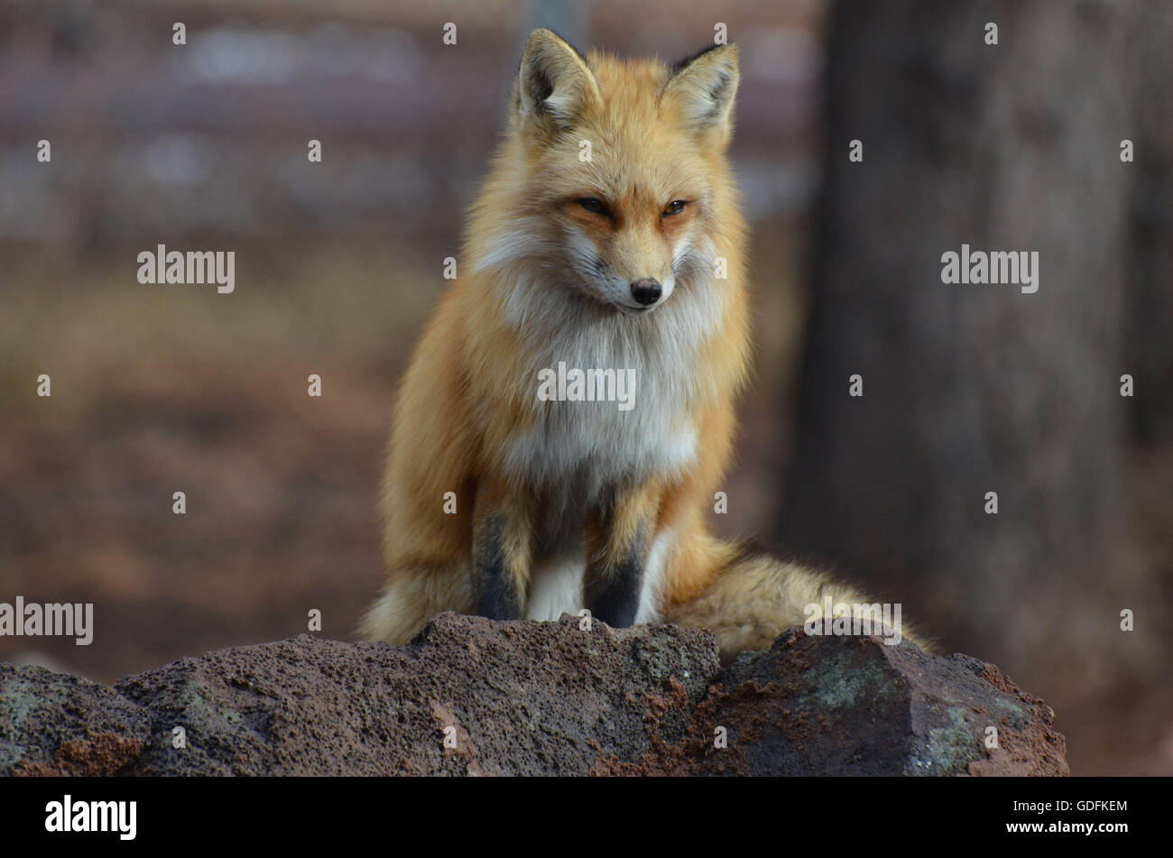 Red fox sitting on a rock in the wild Stock Photo - Alamy