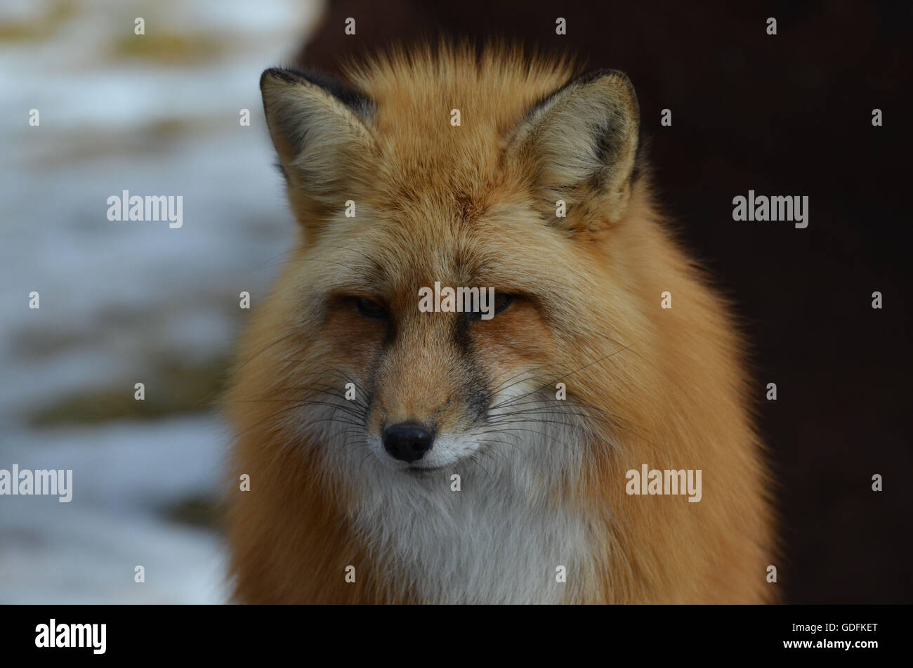 Amazing face of a red fox up close and personal Stock Photo - Alamy