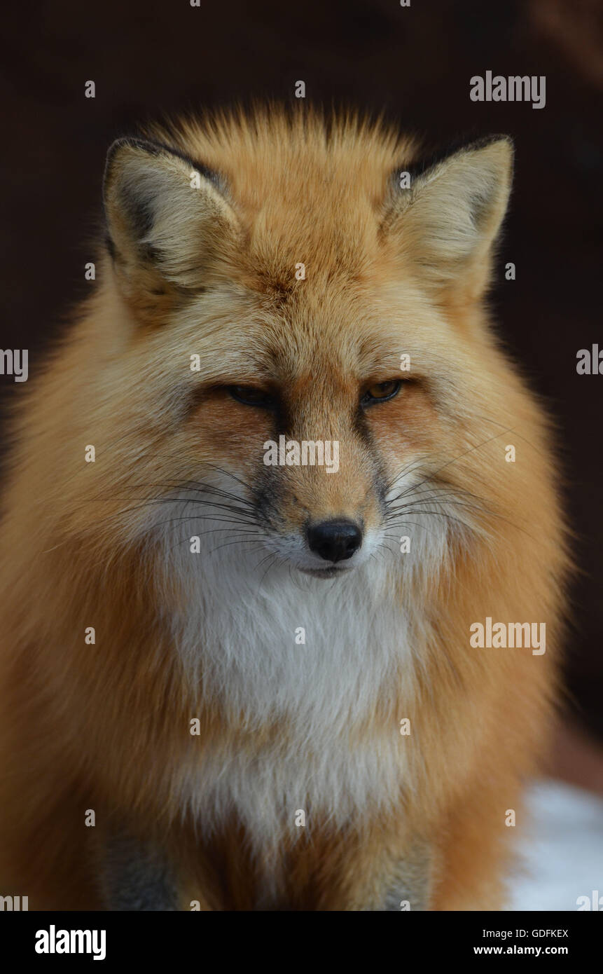 Sweet faced red fox with amazing markings Stock Photo - Alamy