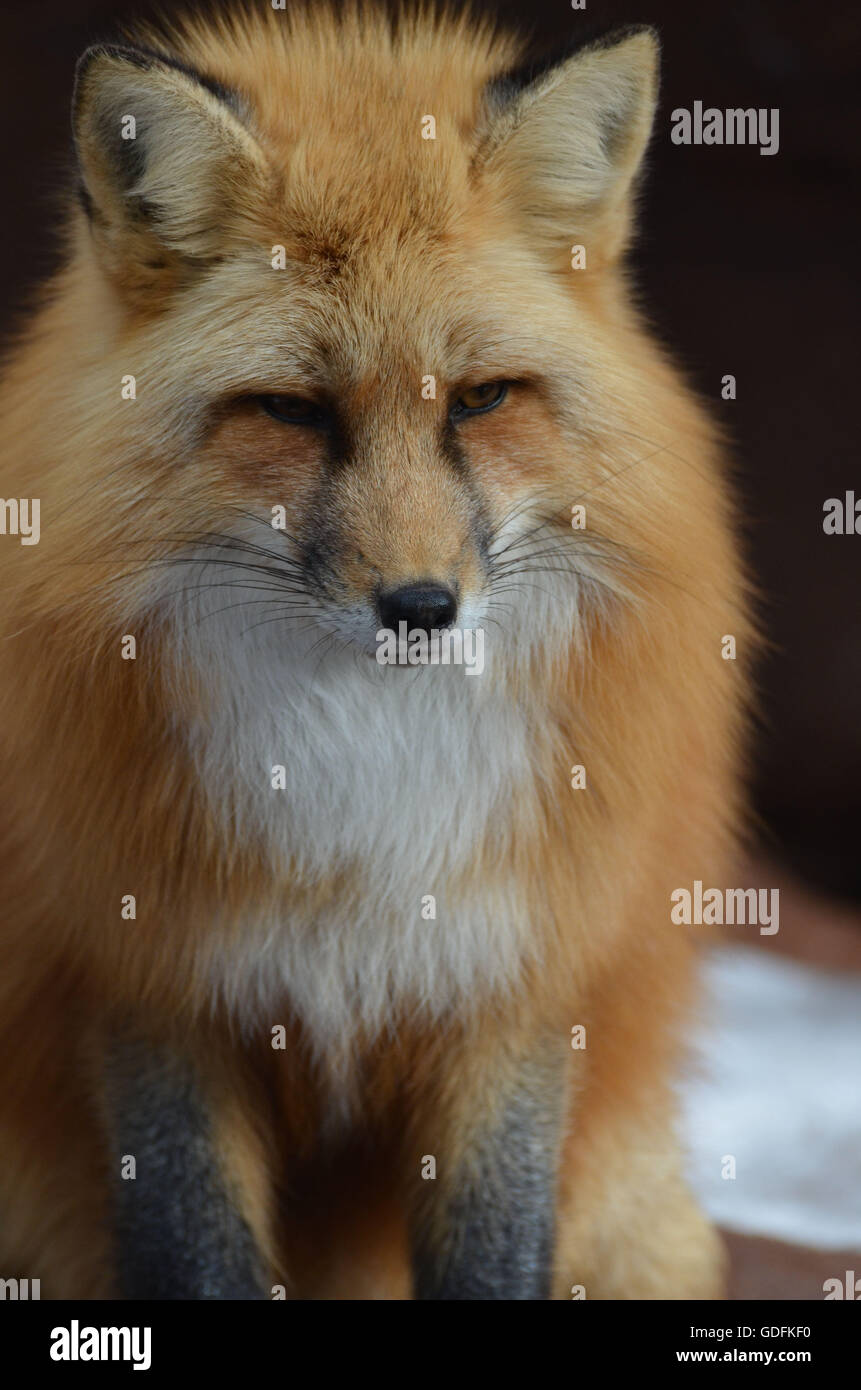 Fluffy red fox in the wilds of Arizona Stock Photo - Alamy