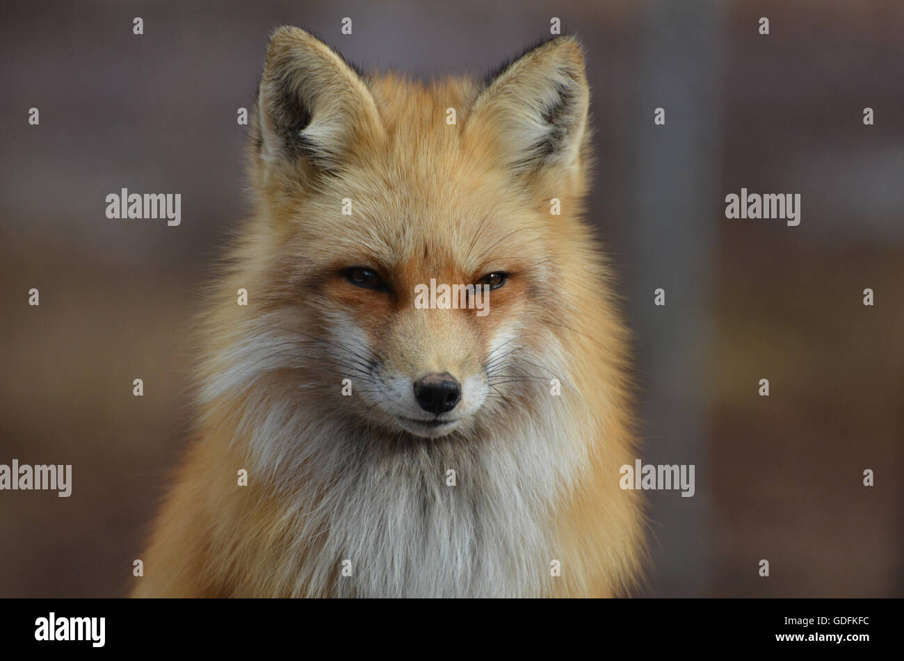 Beautiful wild red fox with lots of fluff Stock Photo - Alamy