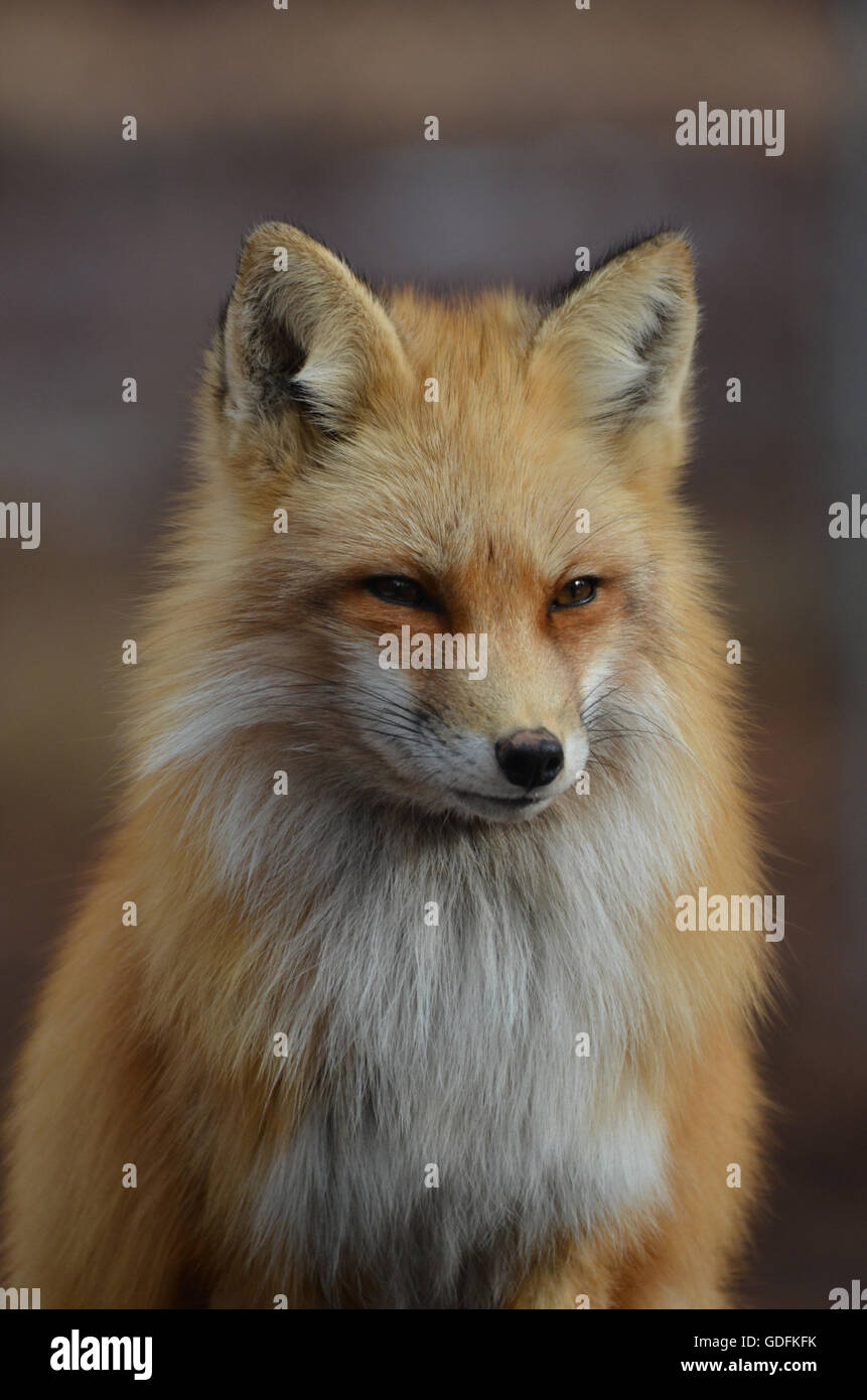 Beautiful fluffy face of a red fox Stock Photo - Alamy