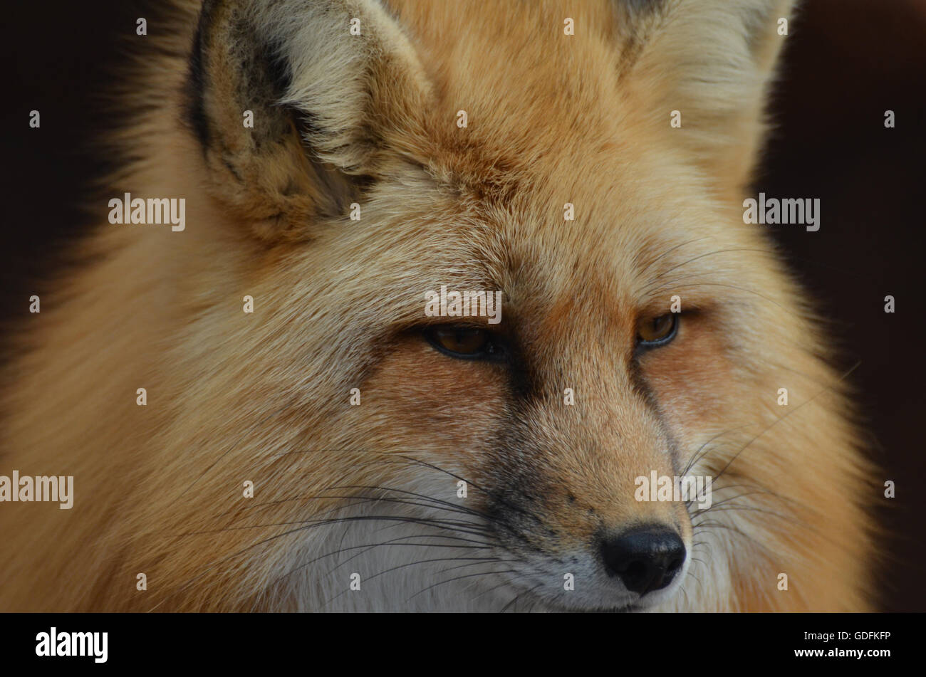Beautiful face of a red fox up close and personal Stock Photo - Alamy