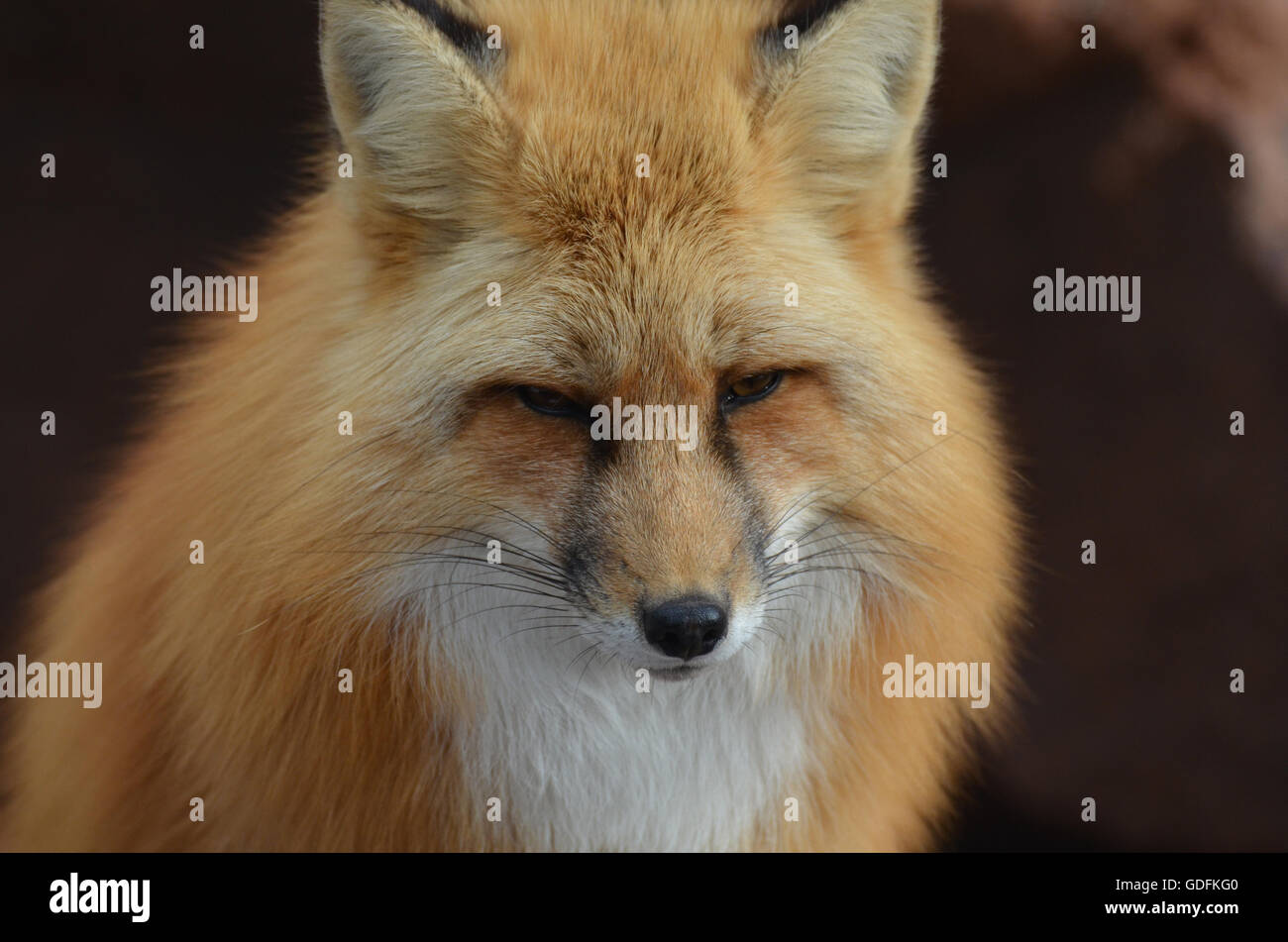 Fox Face Close Up High Resolution Stock Photography and Images - Alamy