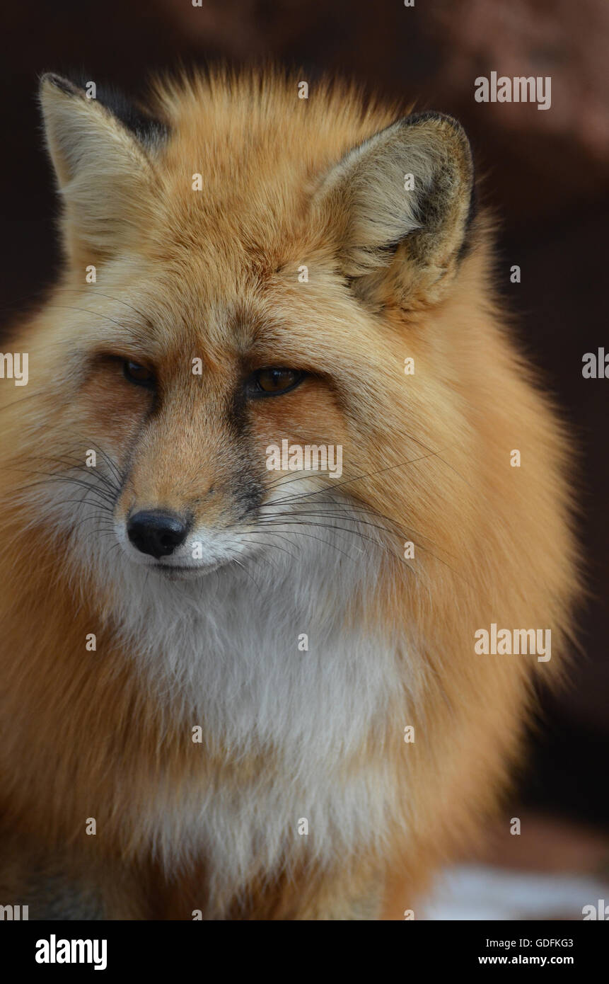 Gorgeous red fox looking away with a distant look Stock Photo - Alamy