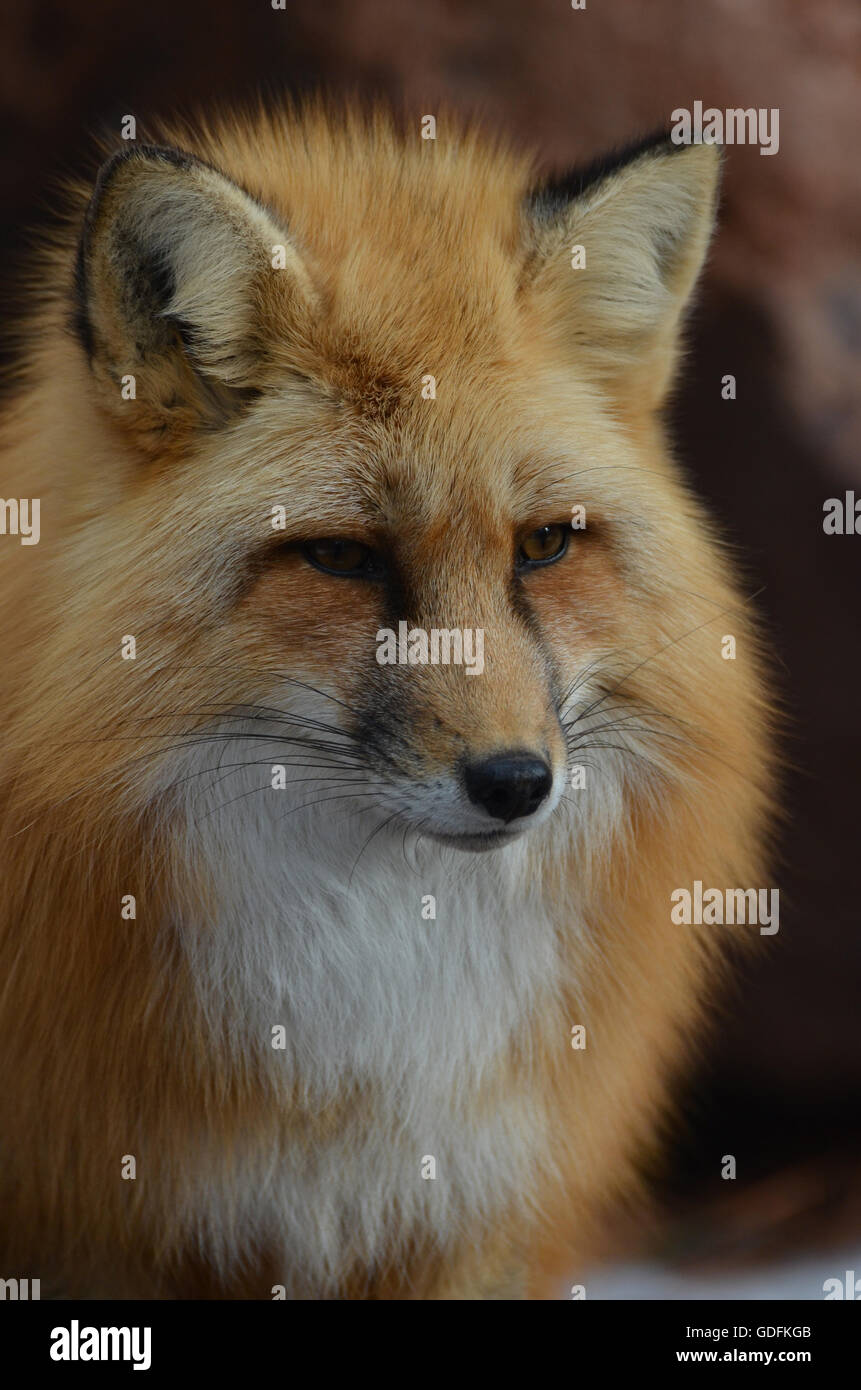 Gorgeous fluffy red fox in the wild Stock Photo - Alamy