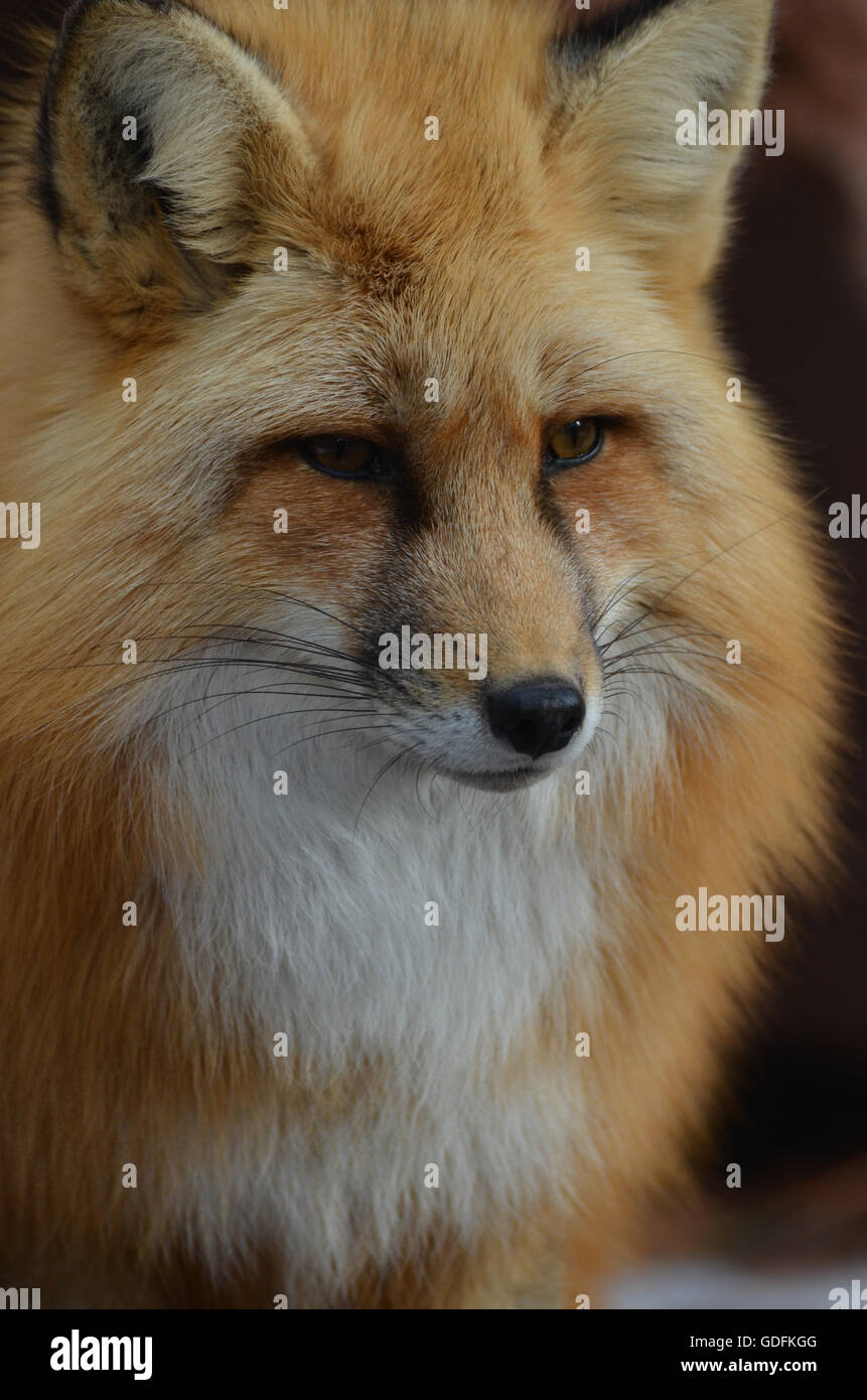 Beautiful face of a wild red fox in nature Stock Photo - Alamy