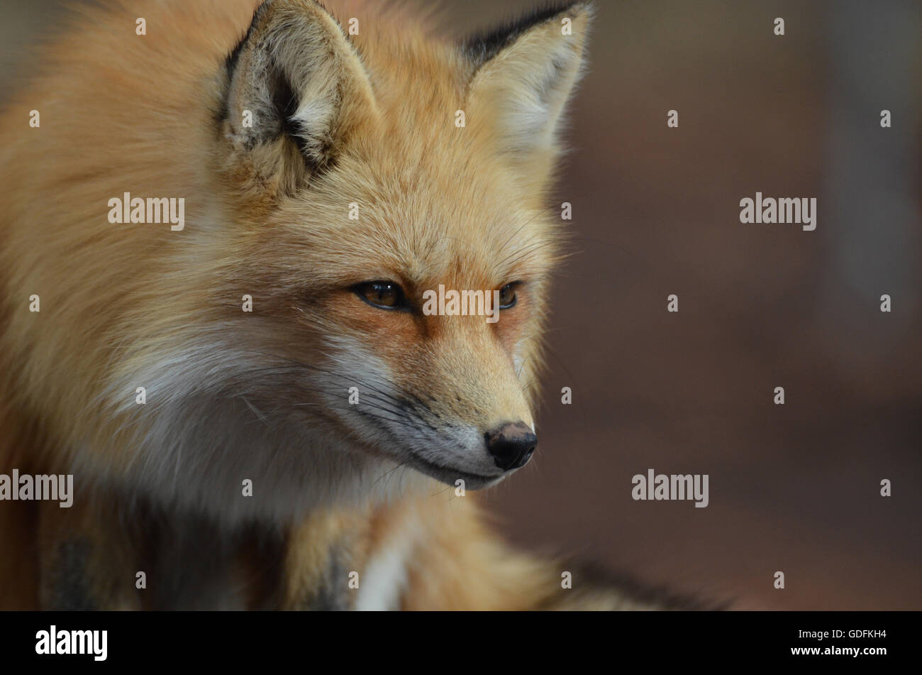 Gorgeous red fox in a crouch Stock Photo - Alamy