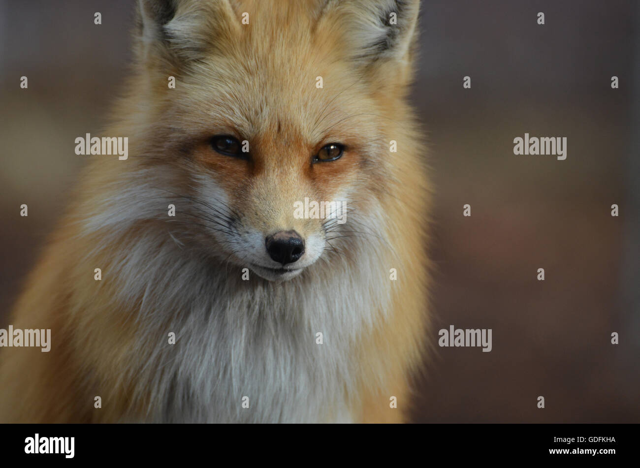 Beautiful face of a fluffy red fox Stock Photo - Alamy