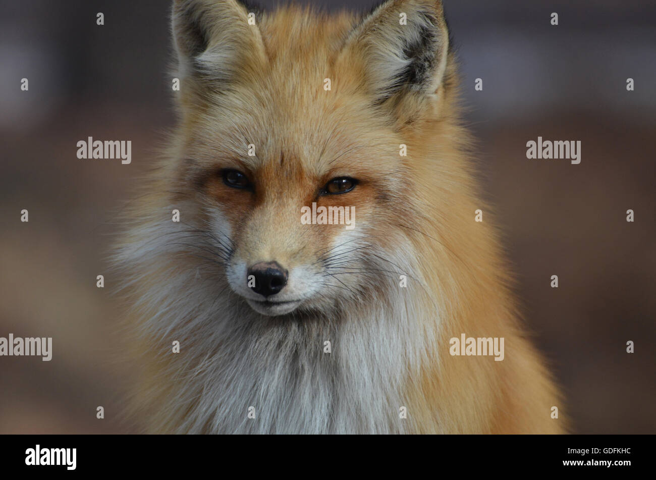 Beautiful face of a fluffy red fox Stock Photo - Alamy