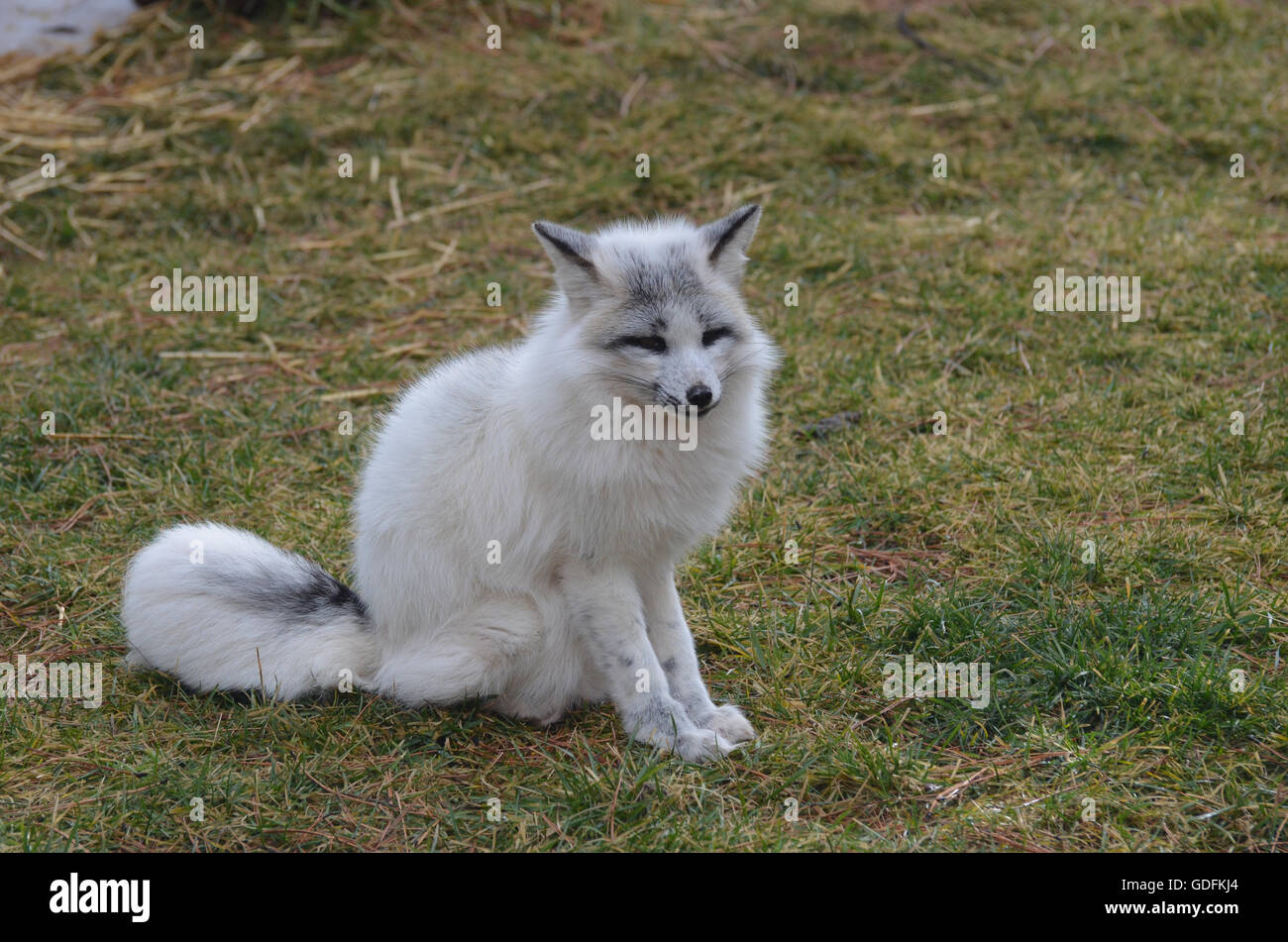 Fluffy white swift fox sitting hi-res stock photography and images - Alamy