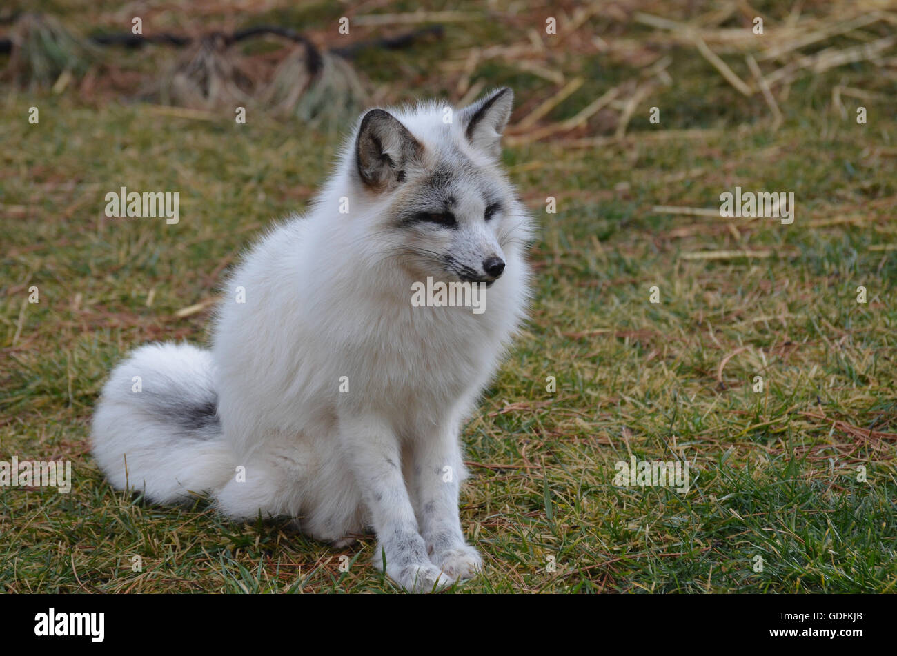 White Fox Tail High Resolution Stock Photography and Images - Alamy