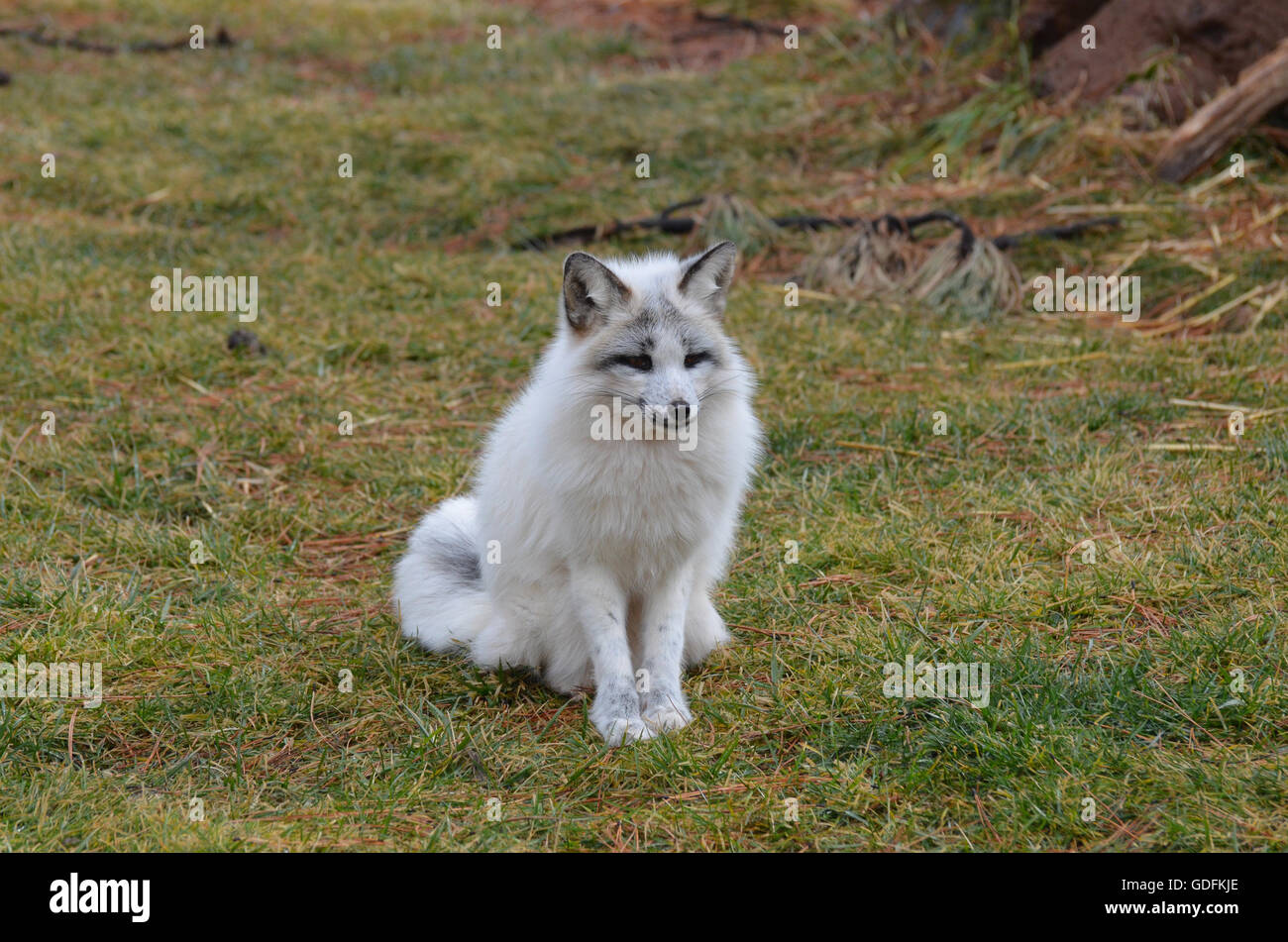 Really cute swift fox sitting in grass Stock Photo - Alamy