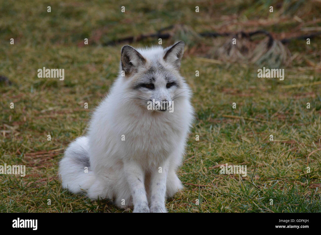 Cute face of a swift fox up close Stock Photo - Alamy
