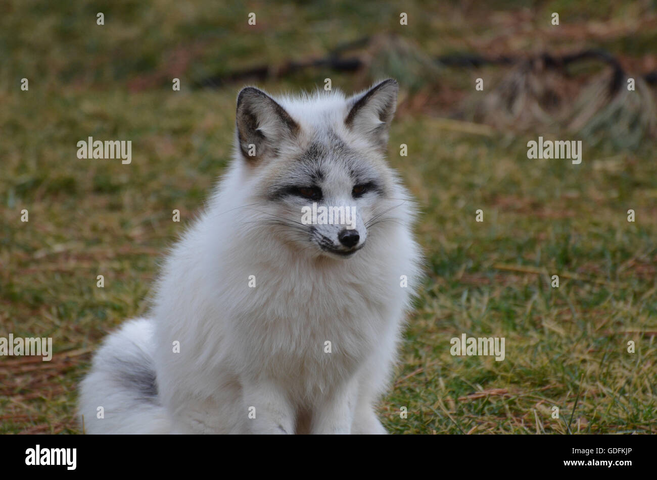 Swift fox hi-res stock photography and images - Alamy