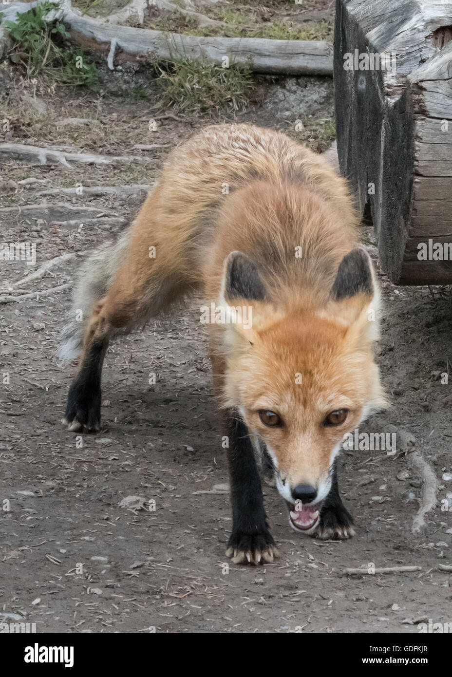 Hungry Red Fox Approaches with Caution looking for food Stock Photo - Alamy