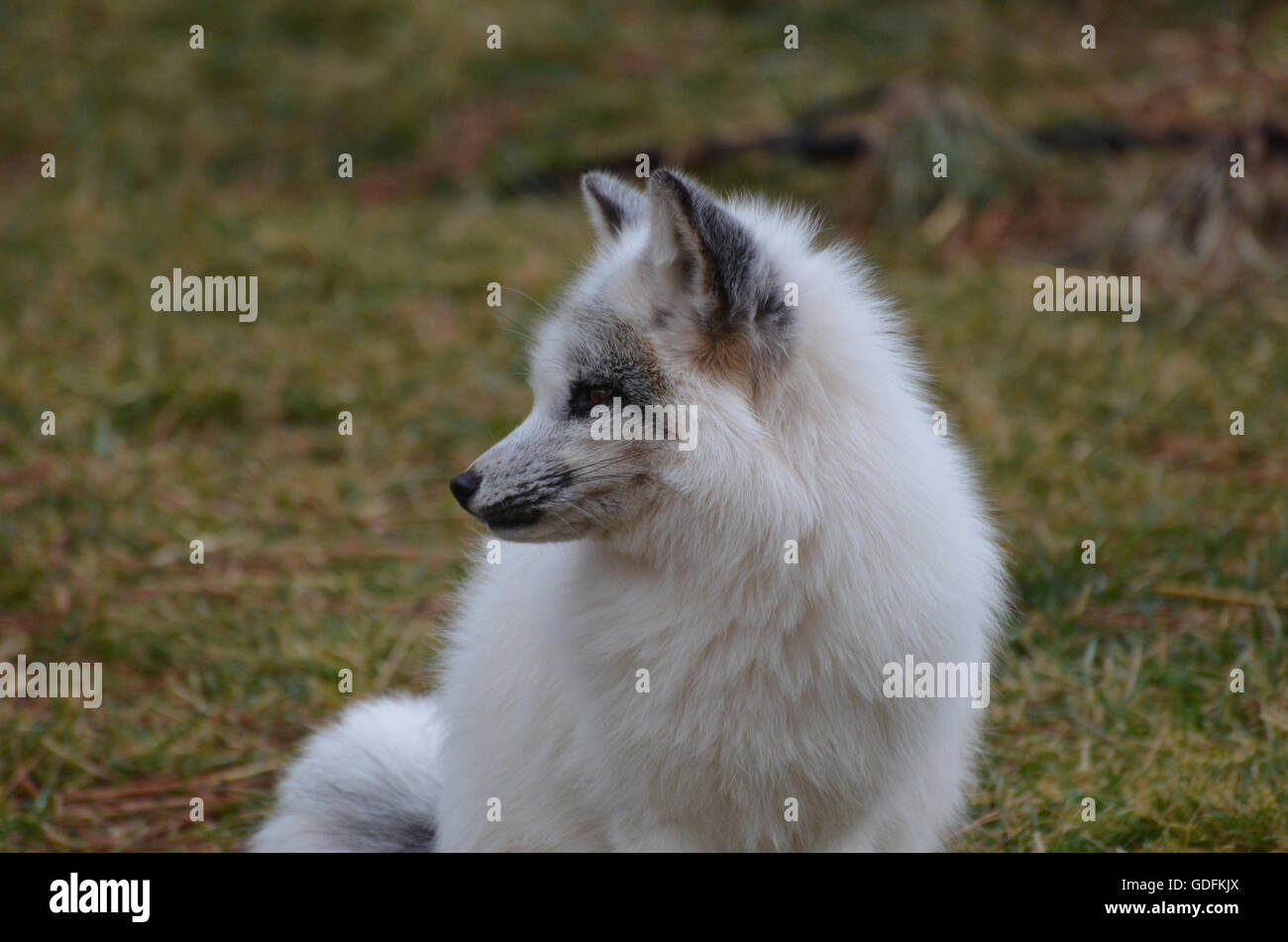 Cute white swift fox looking to the side up close Stock Photo - Alamy