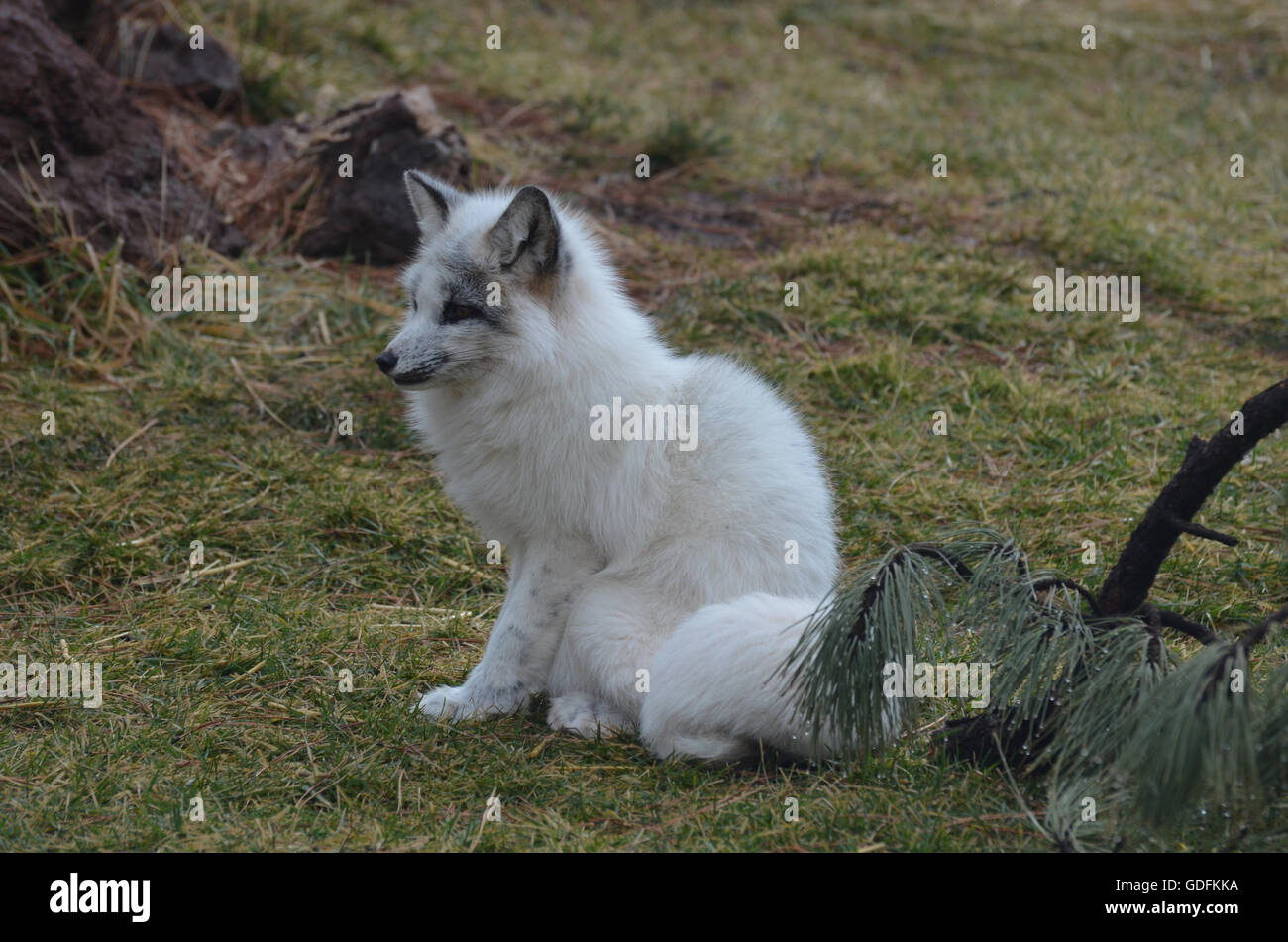 Fluffy white swift fox sitting hi-res stock photography and images - Alamy