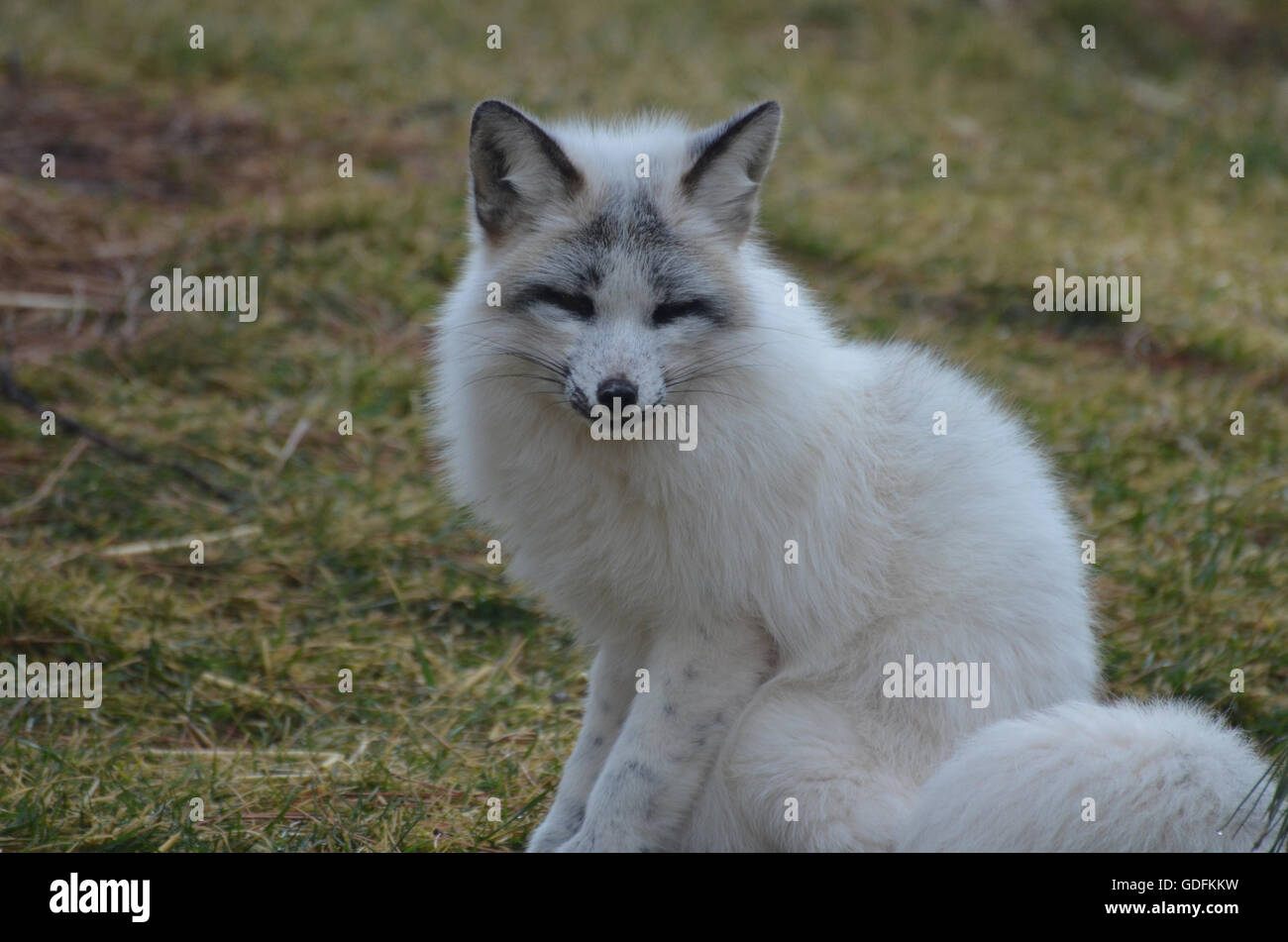 Sweet swift fox sitting with his tail curled around him Stock Photo - Alamy