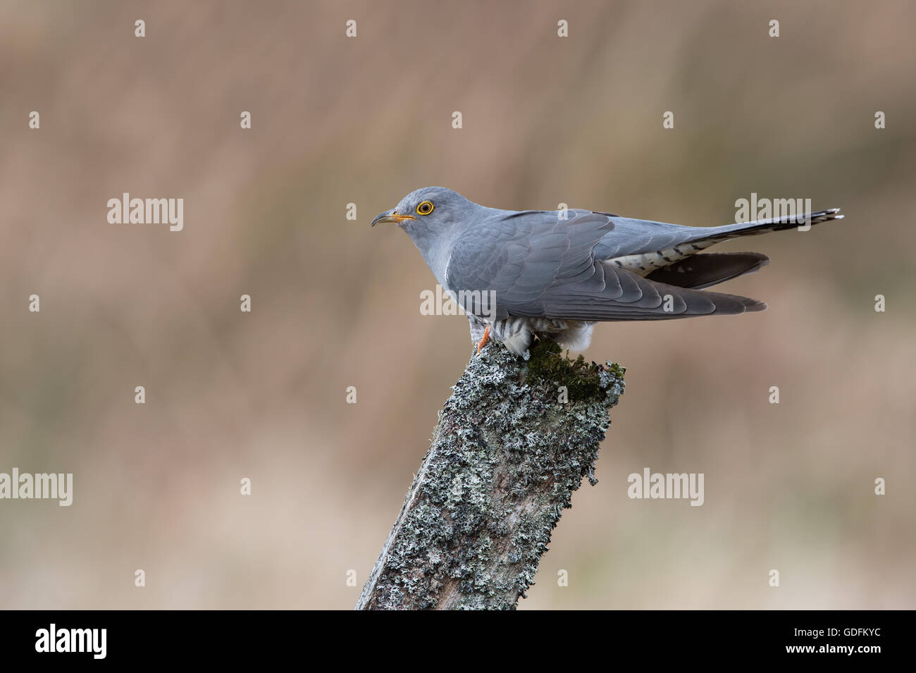 Cuckoo (Cuculus Canorus Stock Photo - Alamy