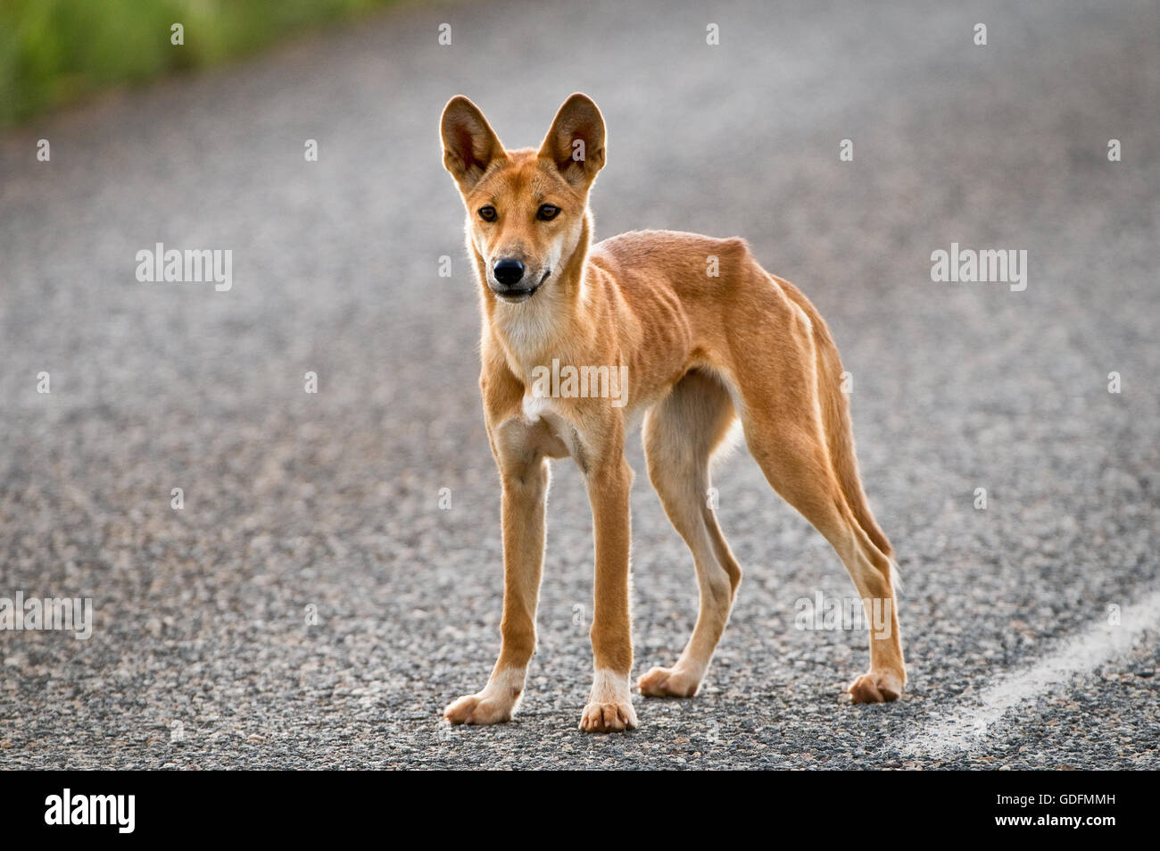 Dingo hi-res stock photography and images - Alamy