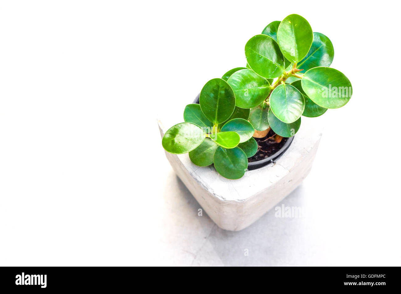 Small plant in pot on table with white background Stock Photo - Alamy